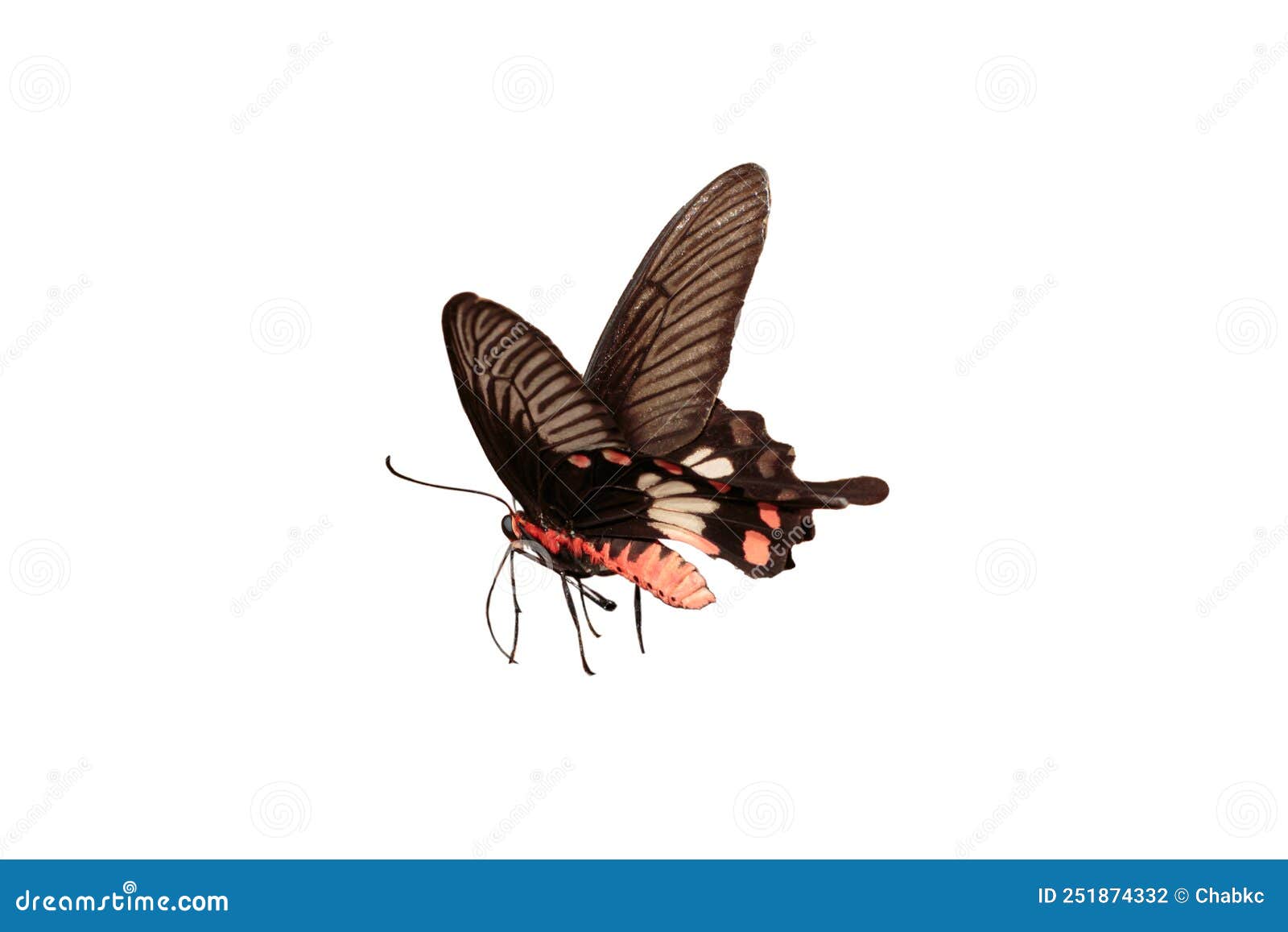 Monarch Butterfly with Spread Wings . Stock Photo - Image of light ...