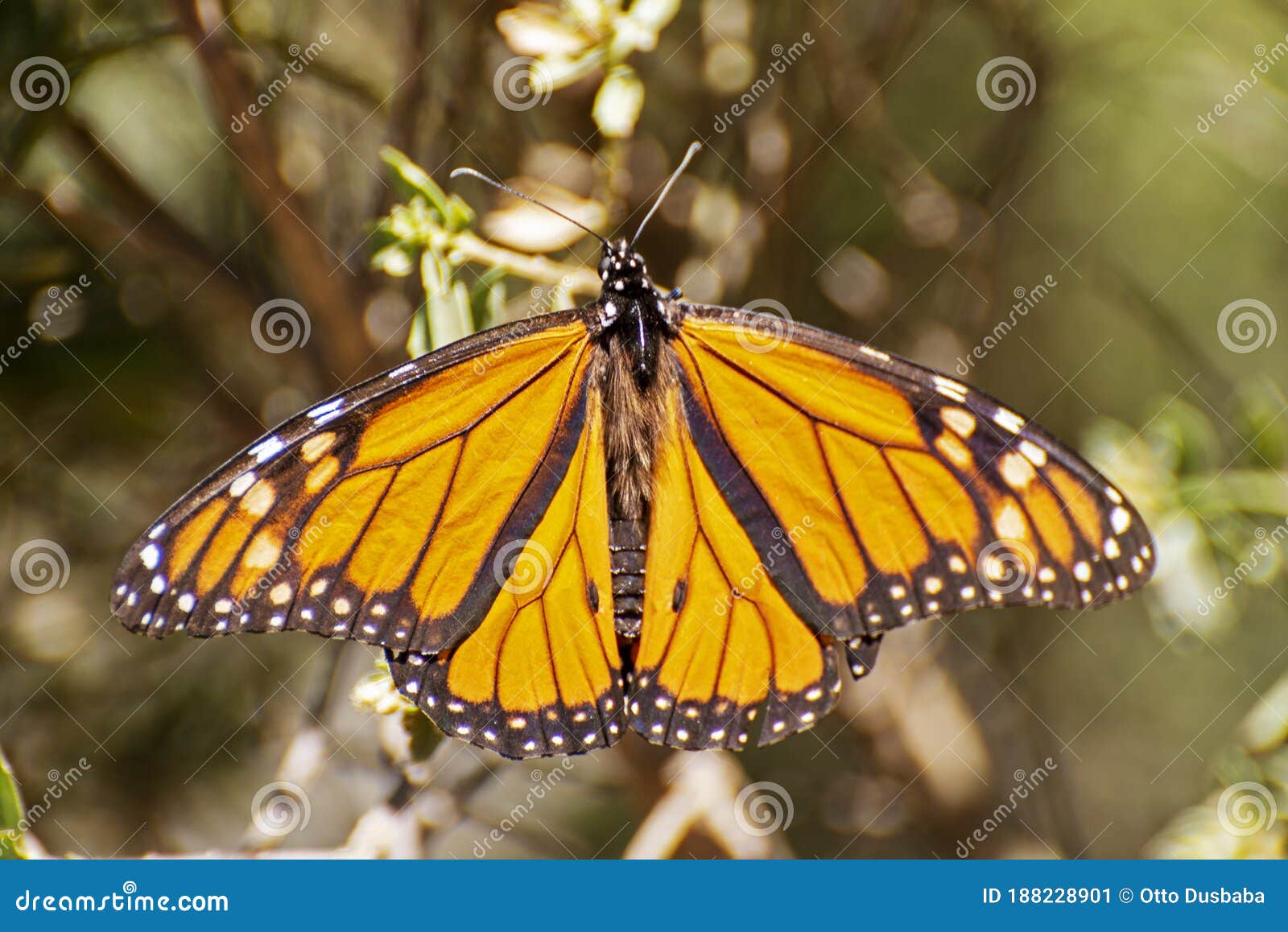 Monarch Butterfly with Spread Wings Stock Image - Image of butterflies ...