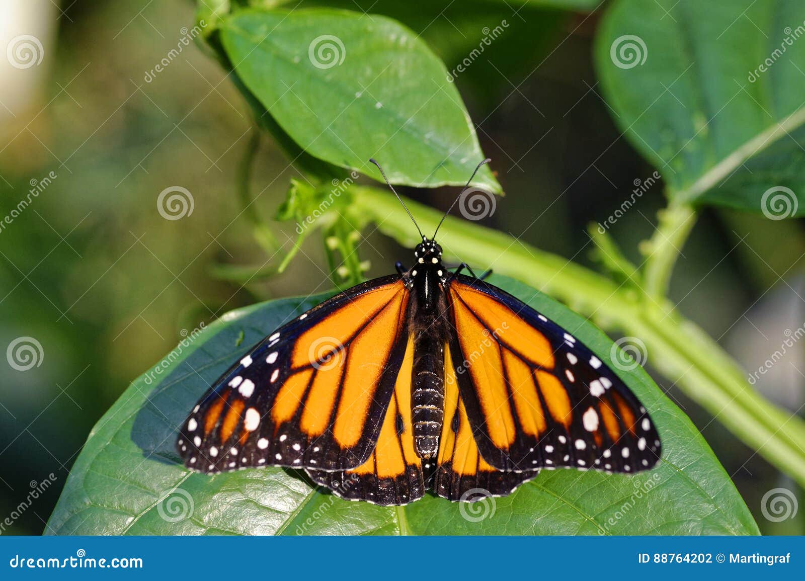 Monarch Butterfly in Sunlight with Spread Wings, Macro Image Stock ...