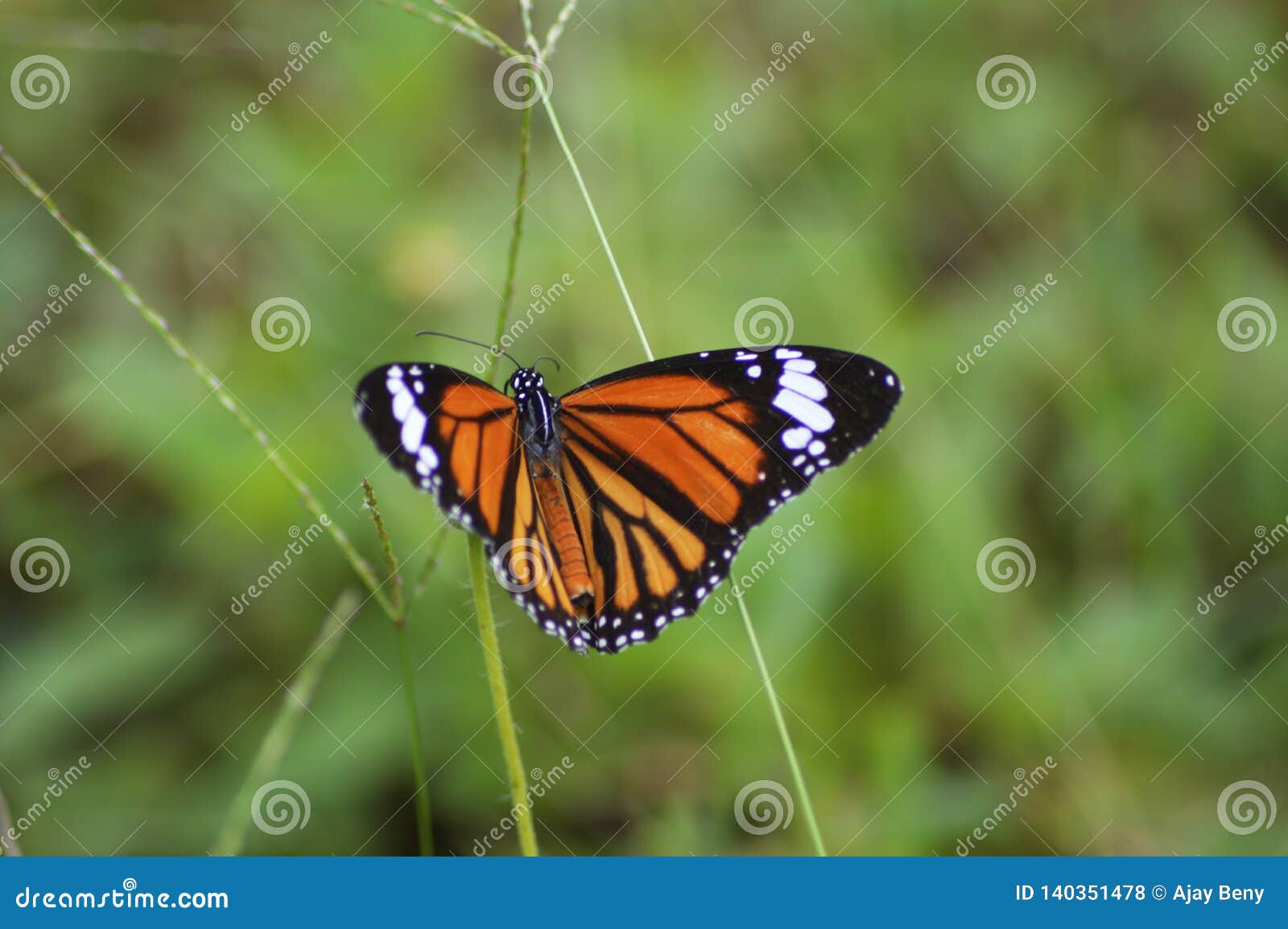 Monarch Butterfly Spreading Stock Photo - Image of green, insect: 140351478