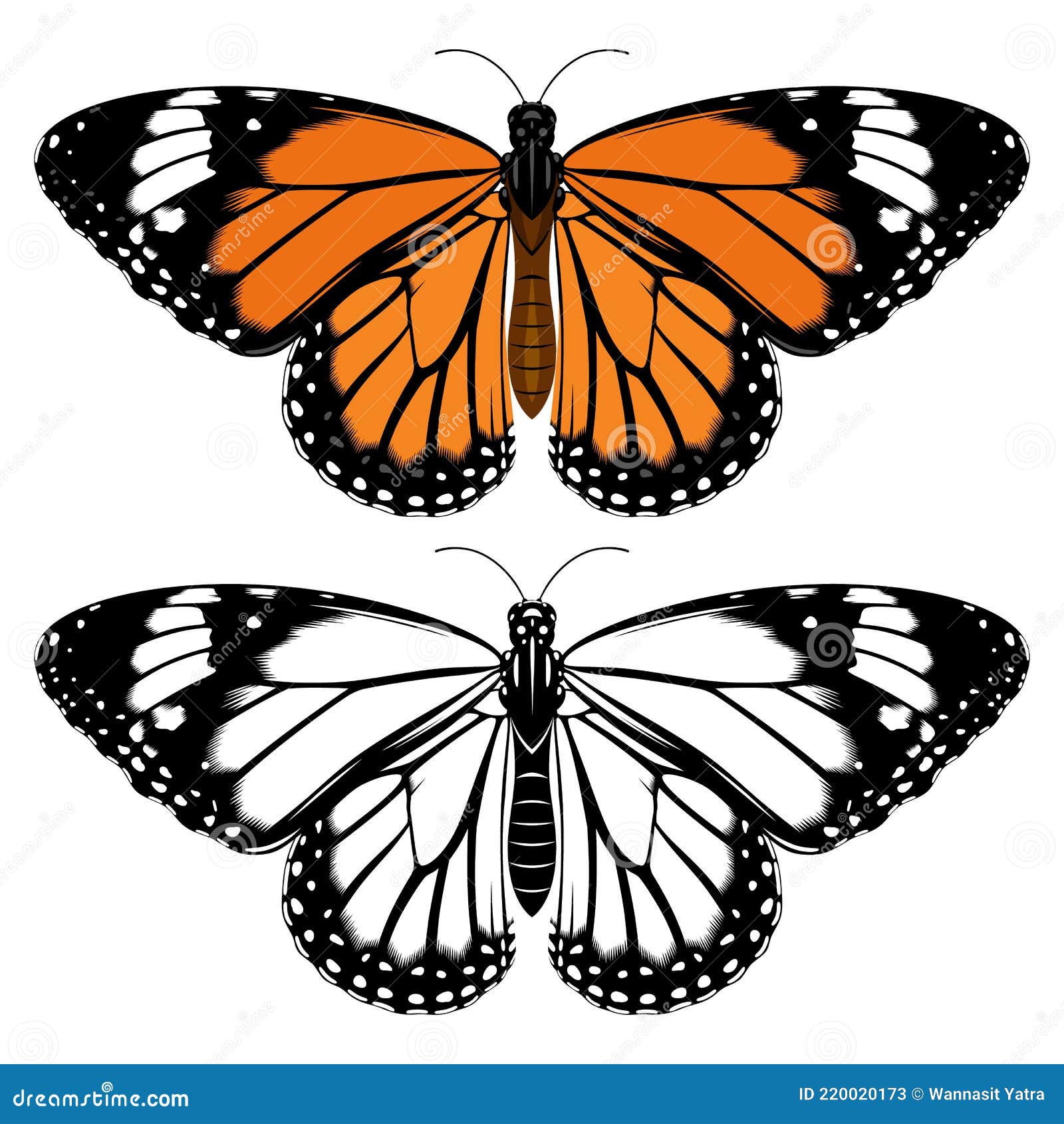 Monarch Butterfly Spreading Wings Top View Cartoon Vector ...
