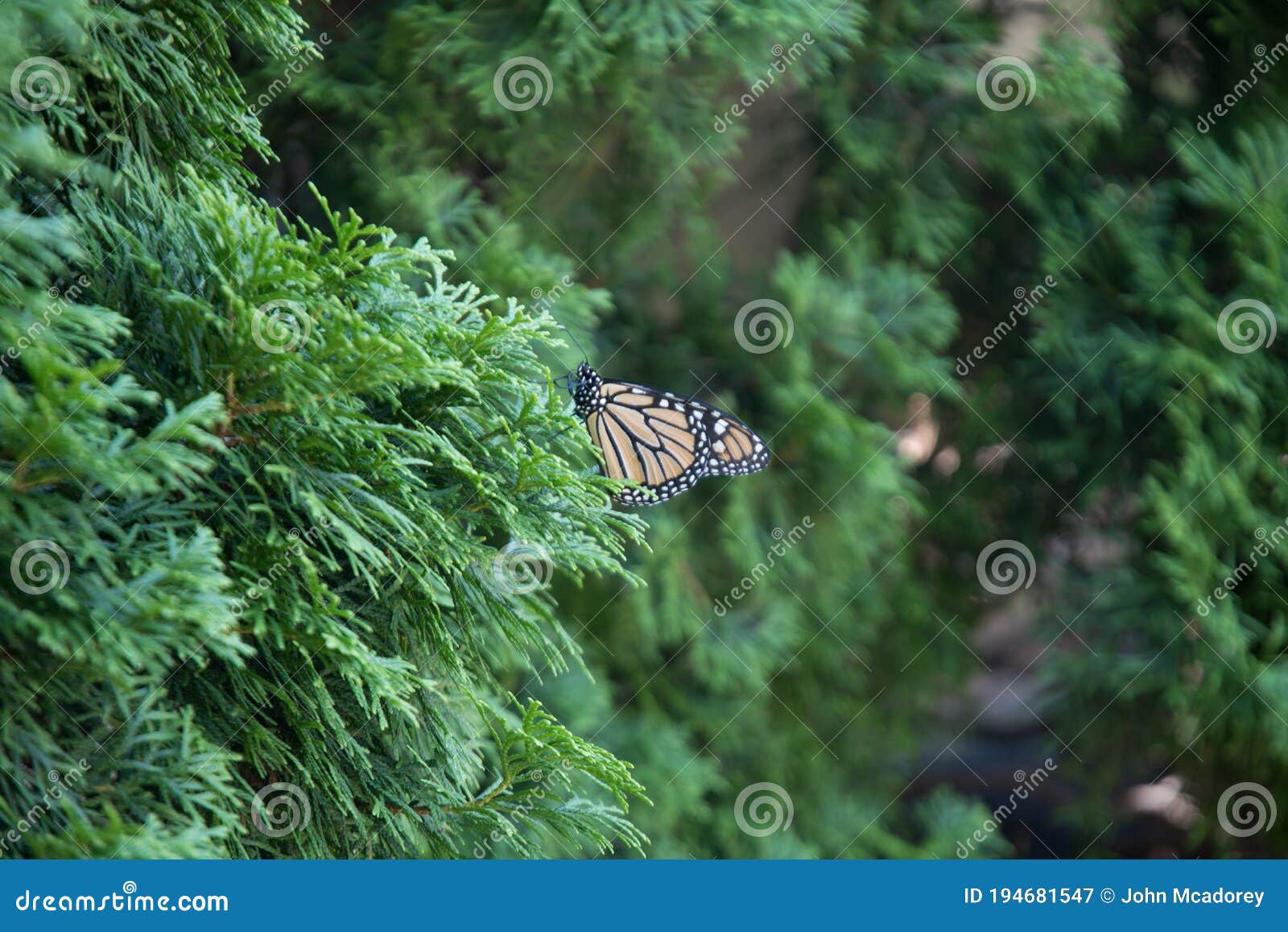 Butterfly Taking Nectar From Small Flowers Performing Epolimization ...