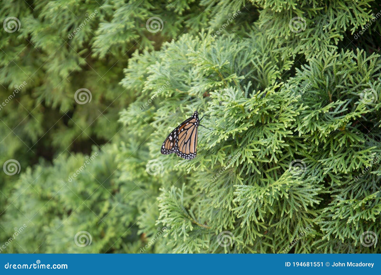 Monarch Butterfly Taking a Break in the Backyard Stock Image - Image of ...