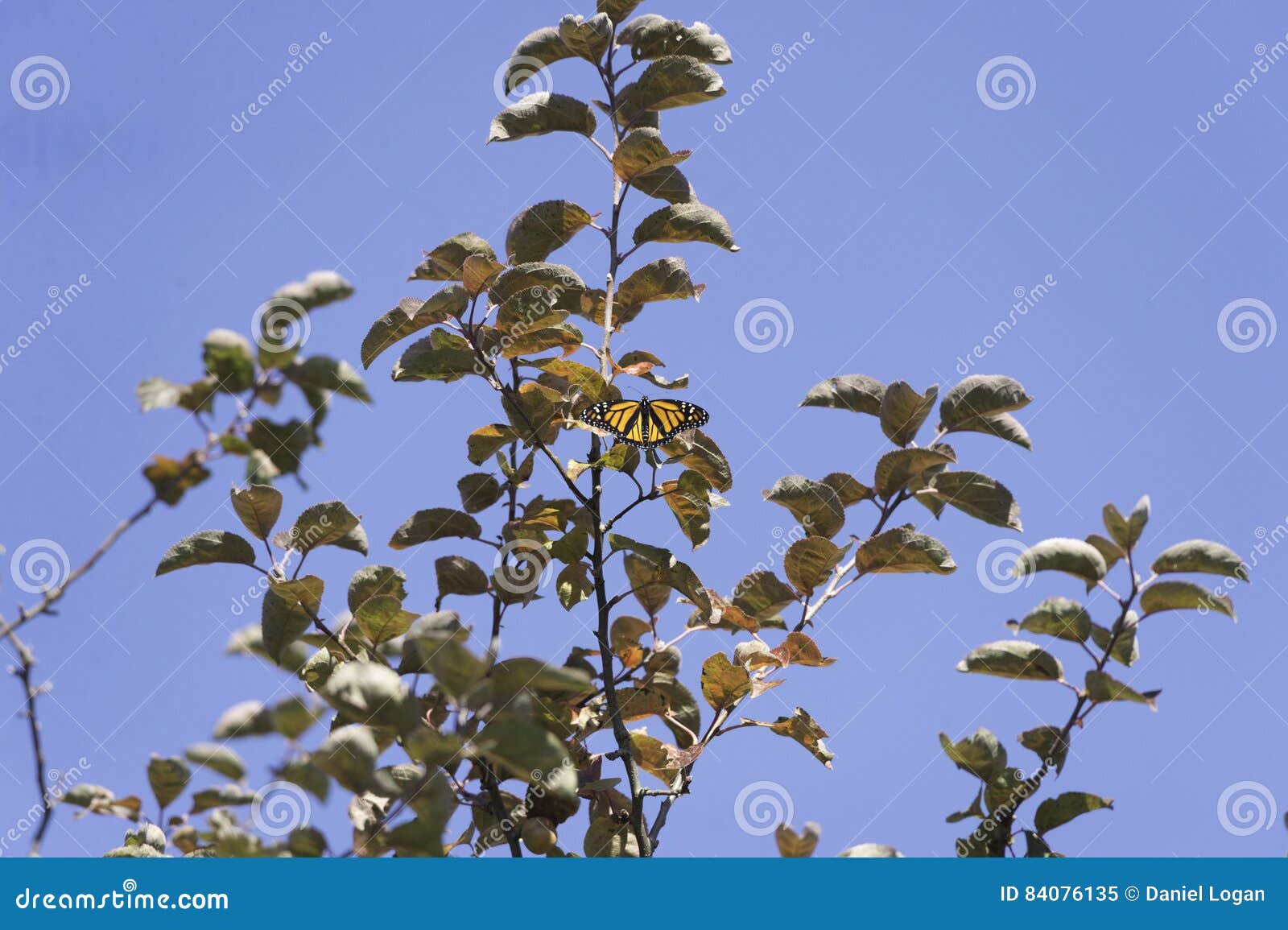 Monarch butterfly on tree stock image. Image of butterfly - 84076135