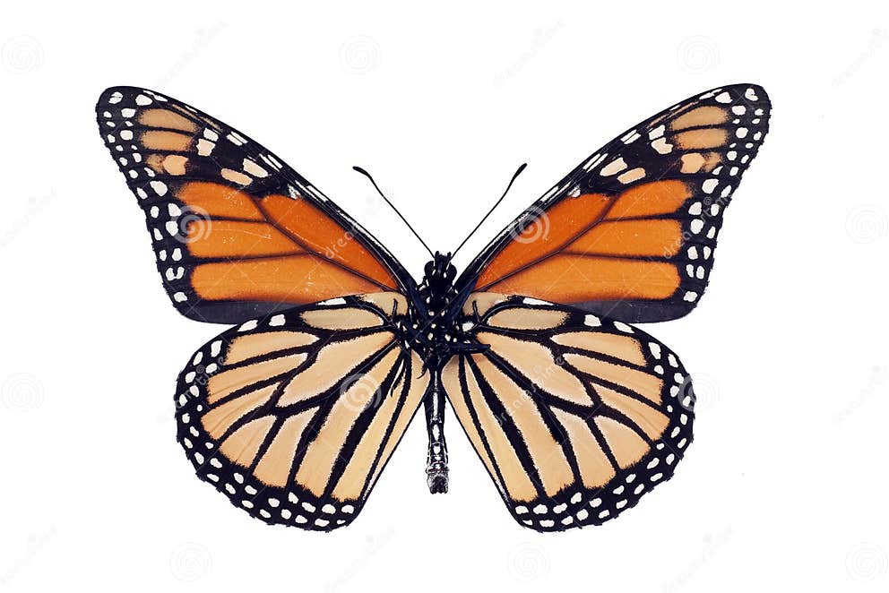 Monarch Butterfly Underside Stock Photo - Image of leaves, lepidoptera ...