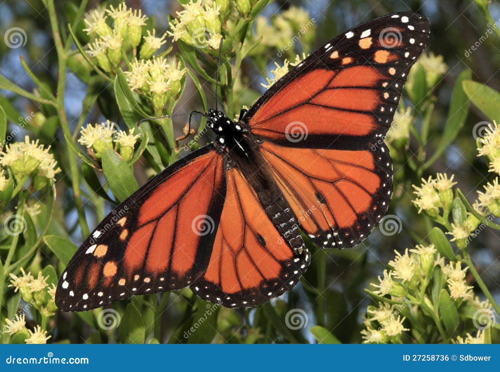 Monarch Butterfly on White Flowers Stock Photo - Image of danaus ...