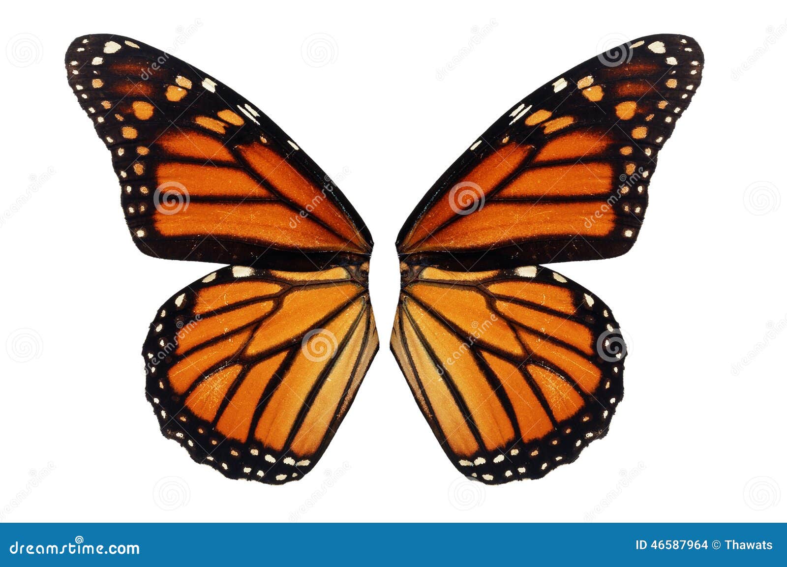 Butterfly Wing Texture Royalty-Free Stock Photography | CartoonDealer ...
