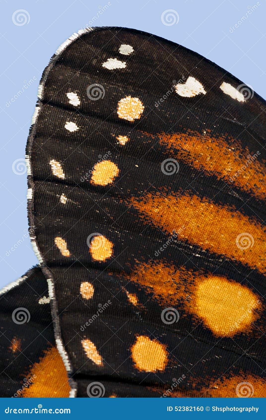 Monarch Wing Stock Photography | CartoonDealer.com #1221518