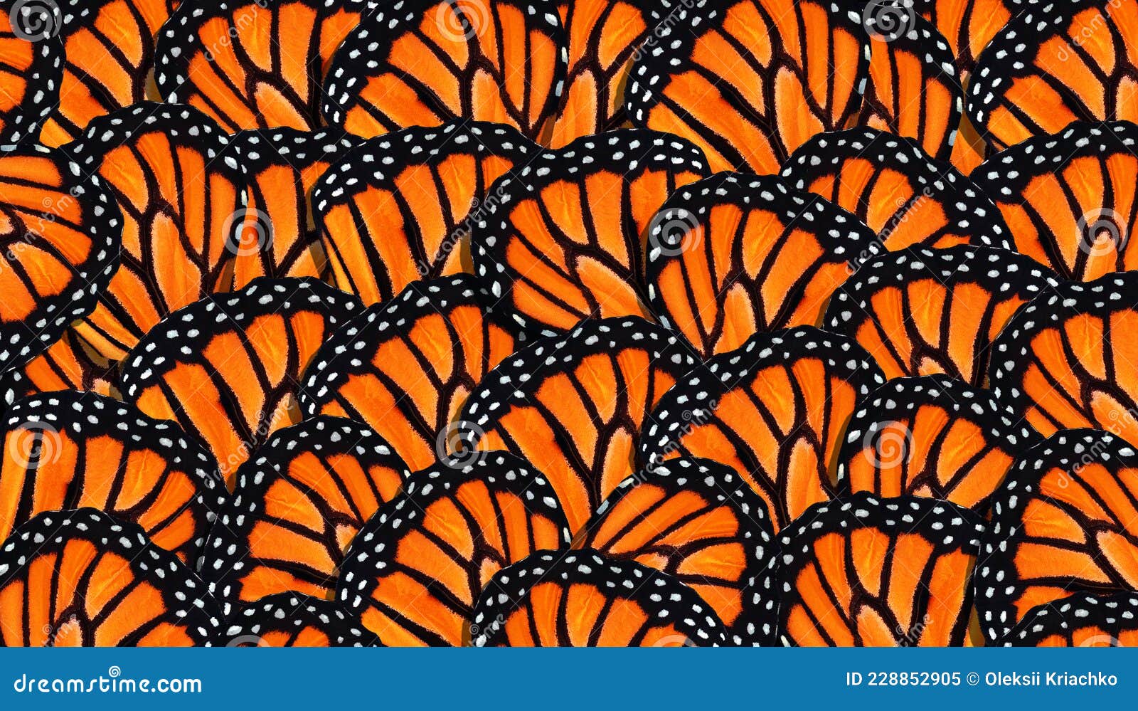 Monarch Butterfly Wing Patterns