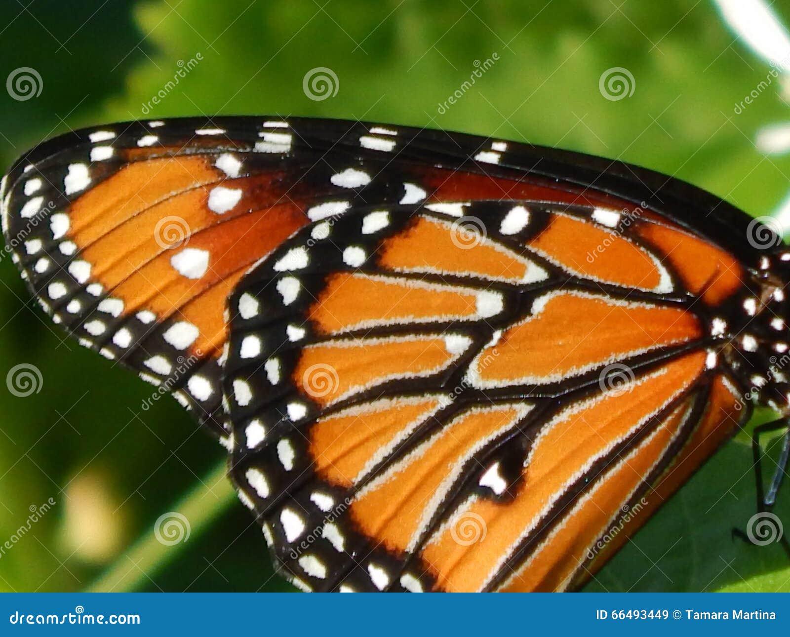Monarch butterfly wings stock image. Image of wings, monarch - 66493449