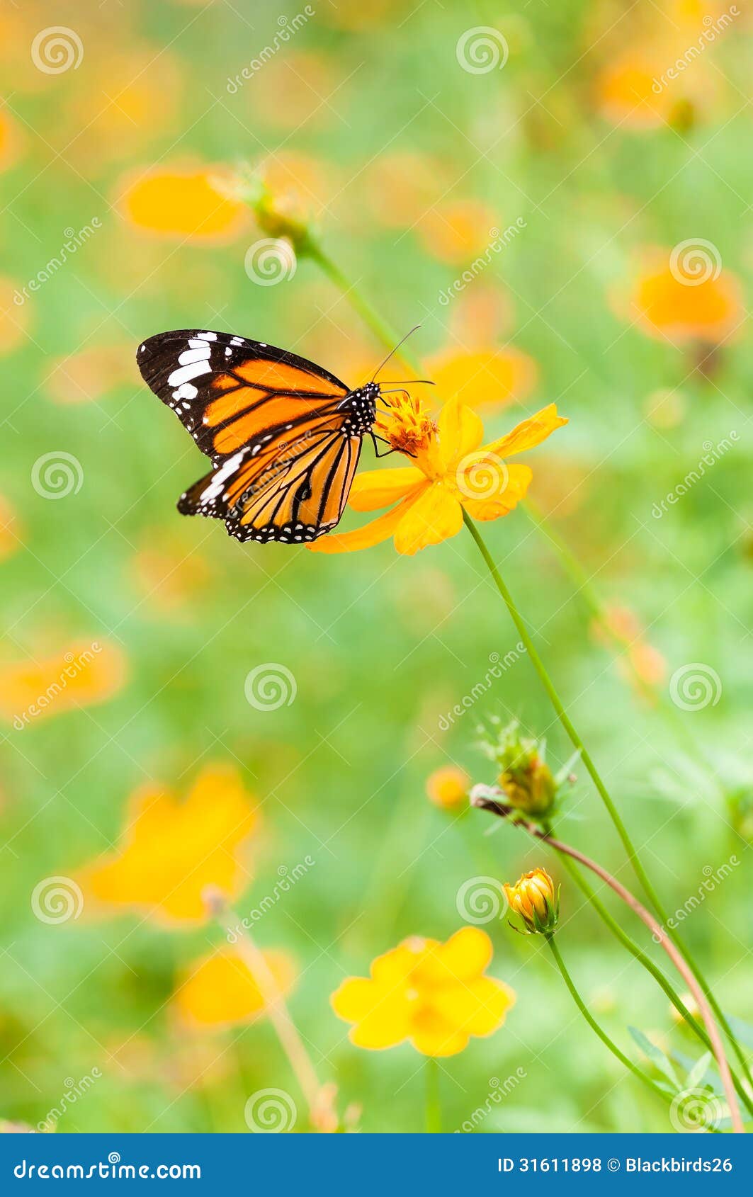 Monarch butterfly stock photo. Image of plant, monarch - 31611898