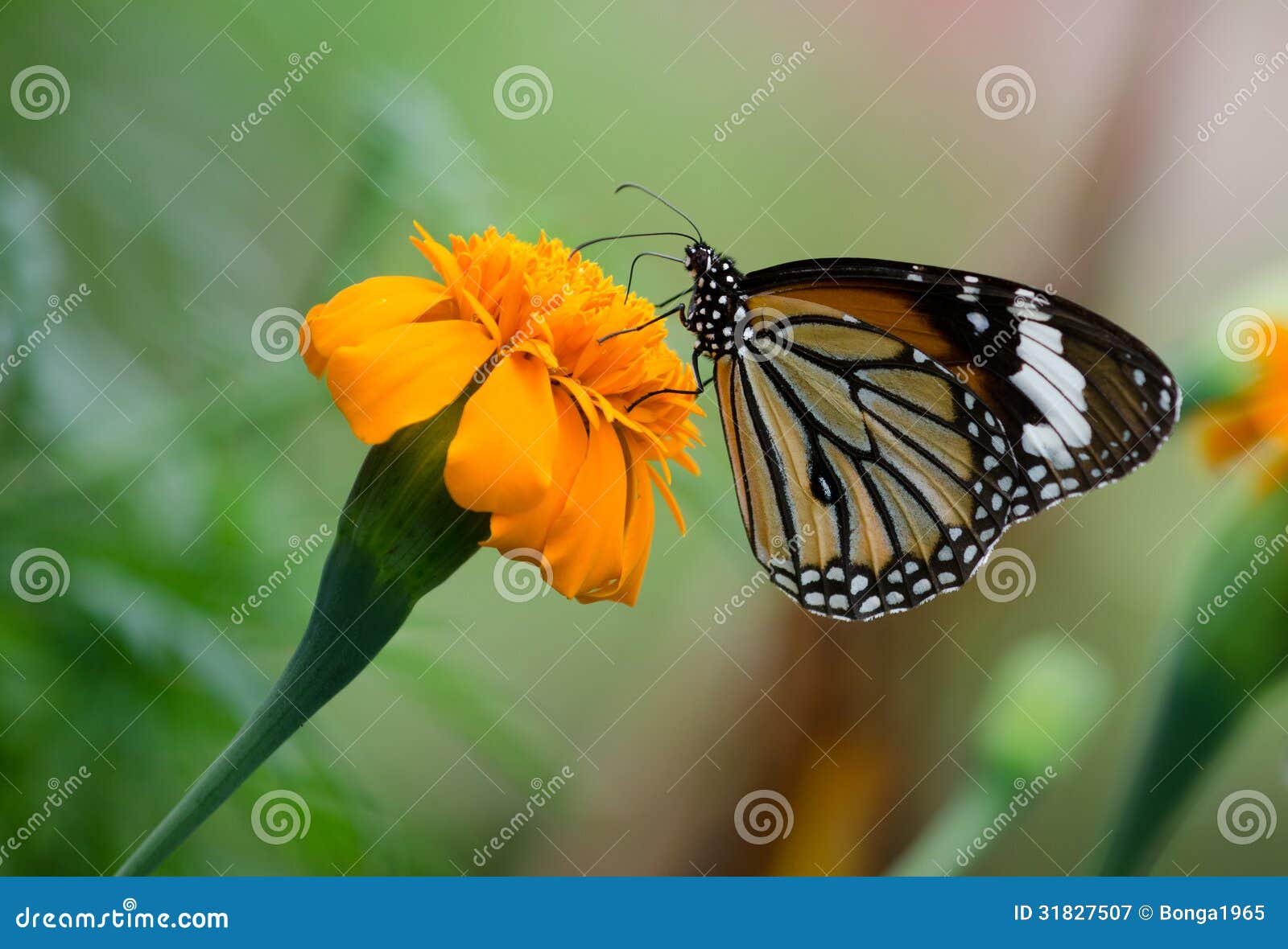 Monarch Butterfly. stock image. Image of danaus, nature - 31827507