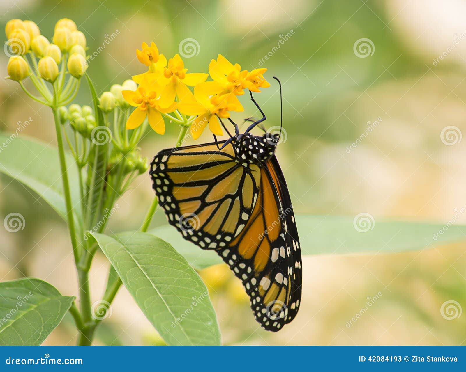 Monarch butterfly stock image. Image of butterfly, wildlife - 42084193