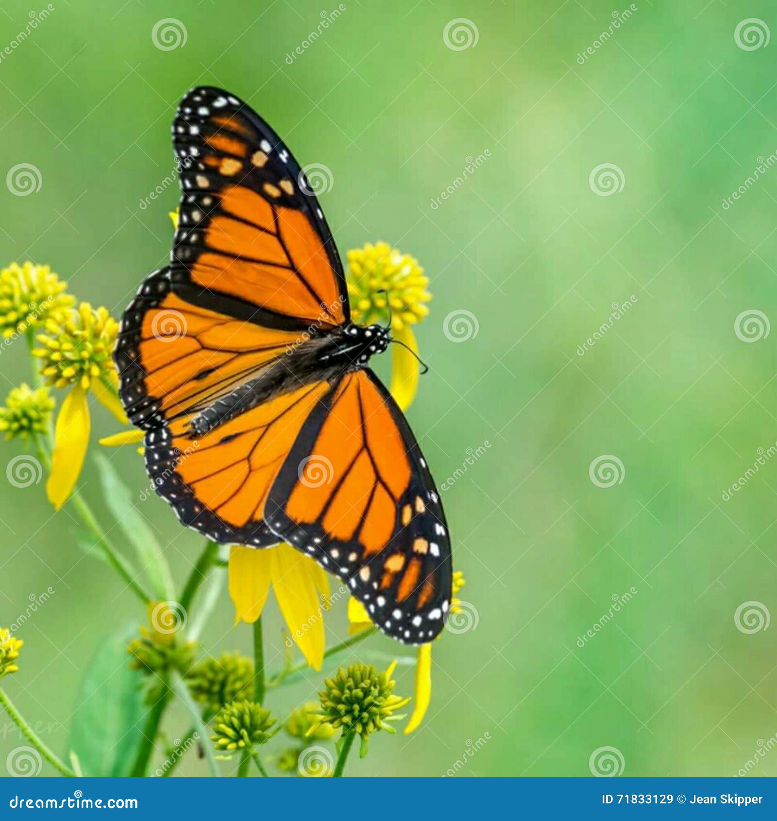 Monarch Butterfly editorial stock image. Image of blueridgeparkway ...