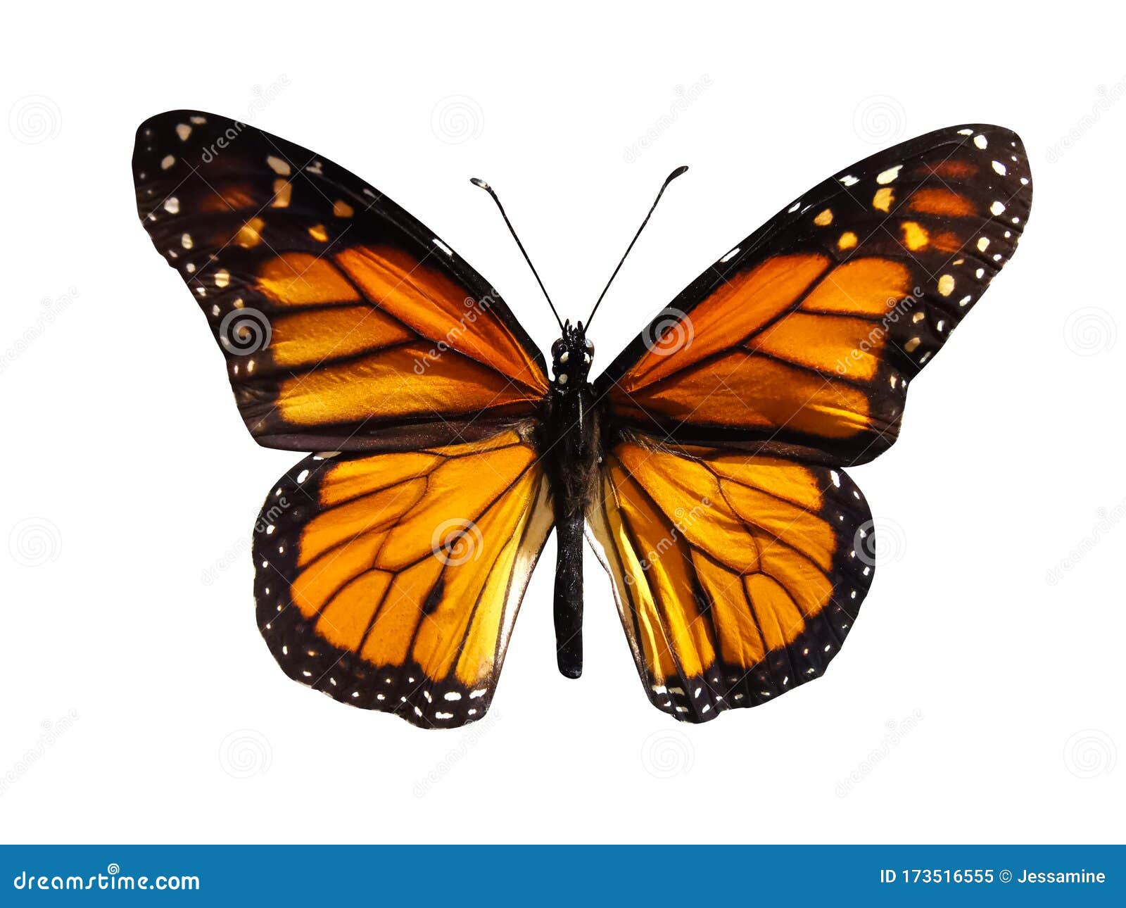 Monarch butterfy stock image. Image of monarch, insect - 173516555