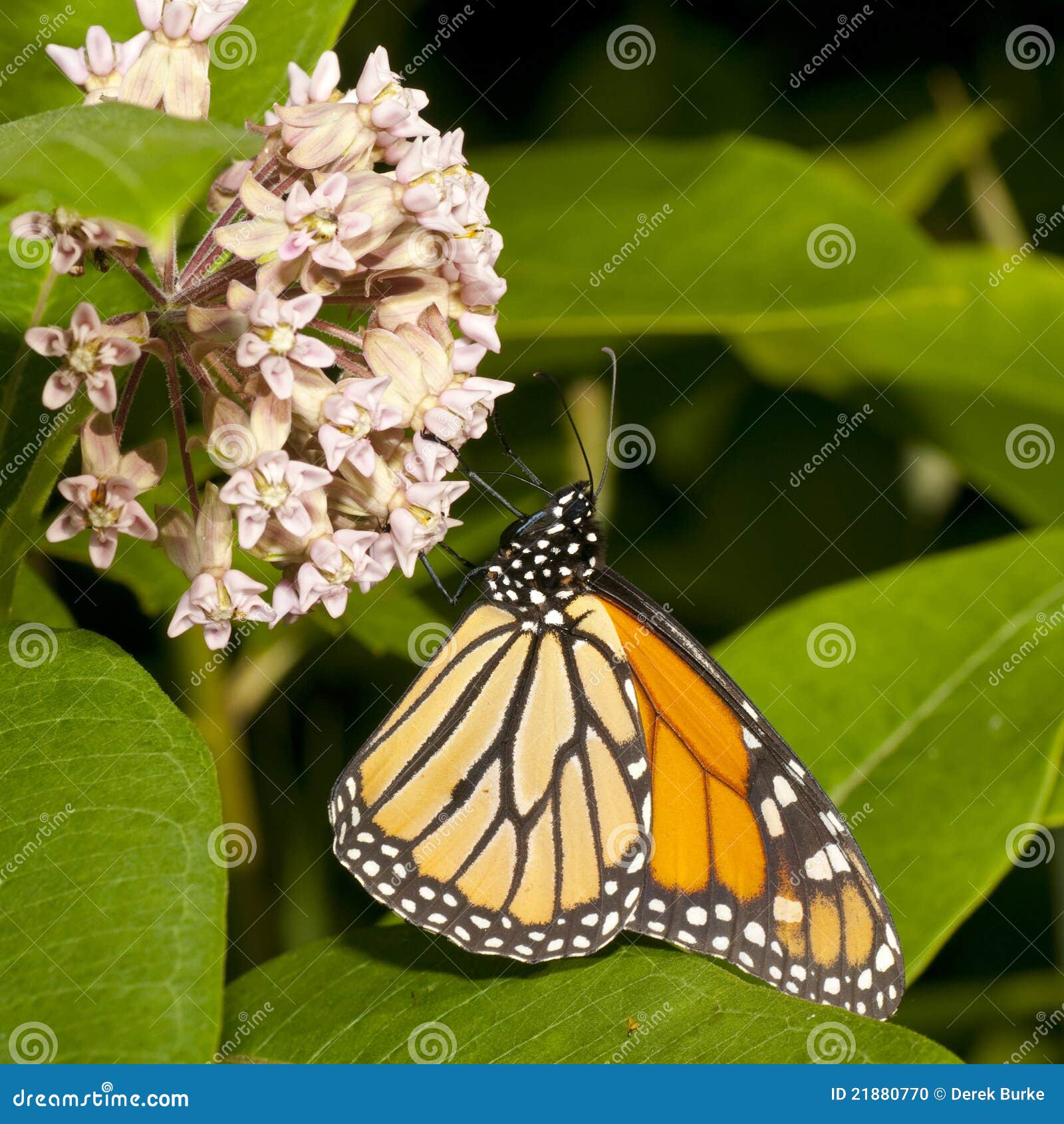 Monarch Butterly stock photo. Image of monarch, nature - 21880770