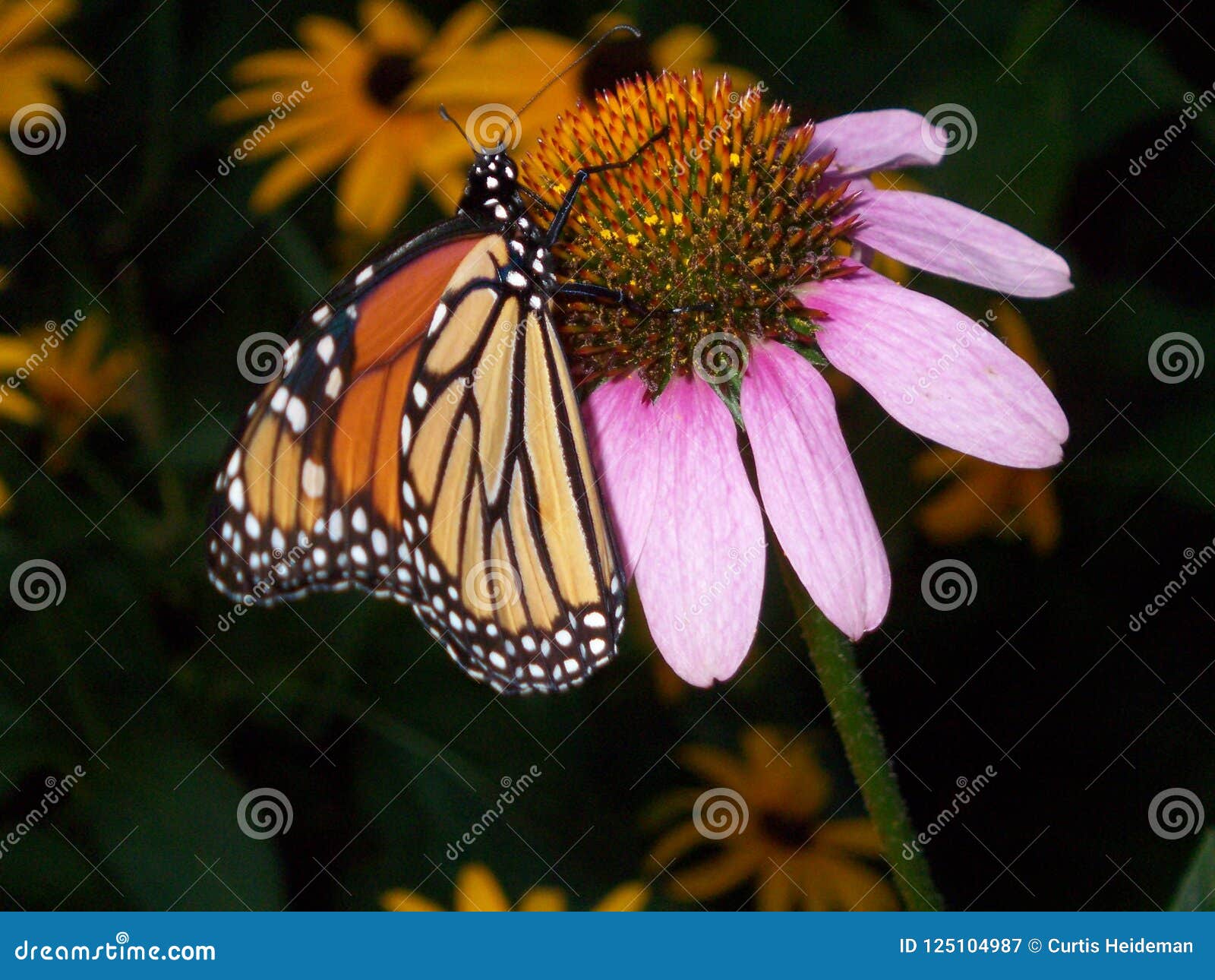 Monarch butterly on flower stock image. Image of flower - 125104987
