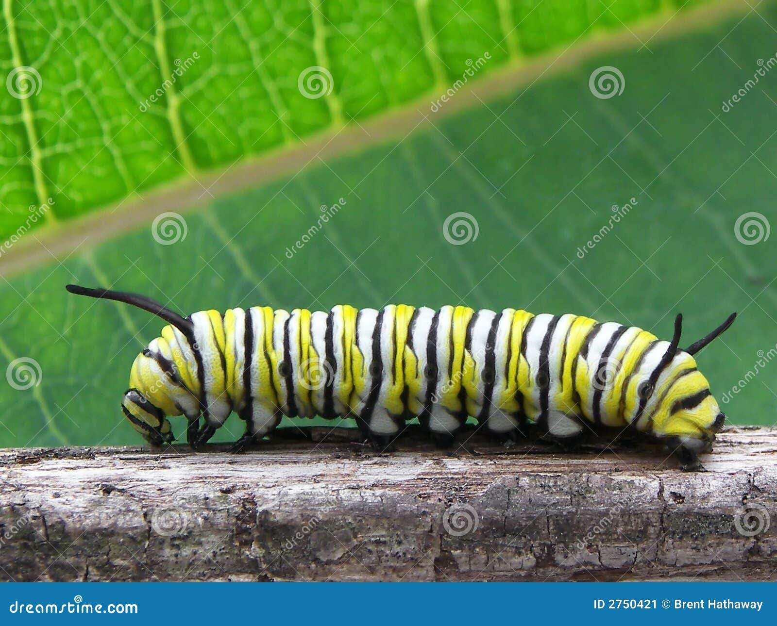 Monarch Caterpillar stock image. Image of branch, close - 2750421