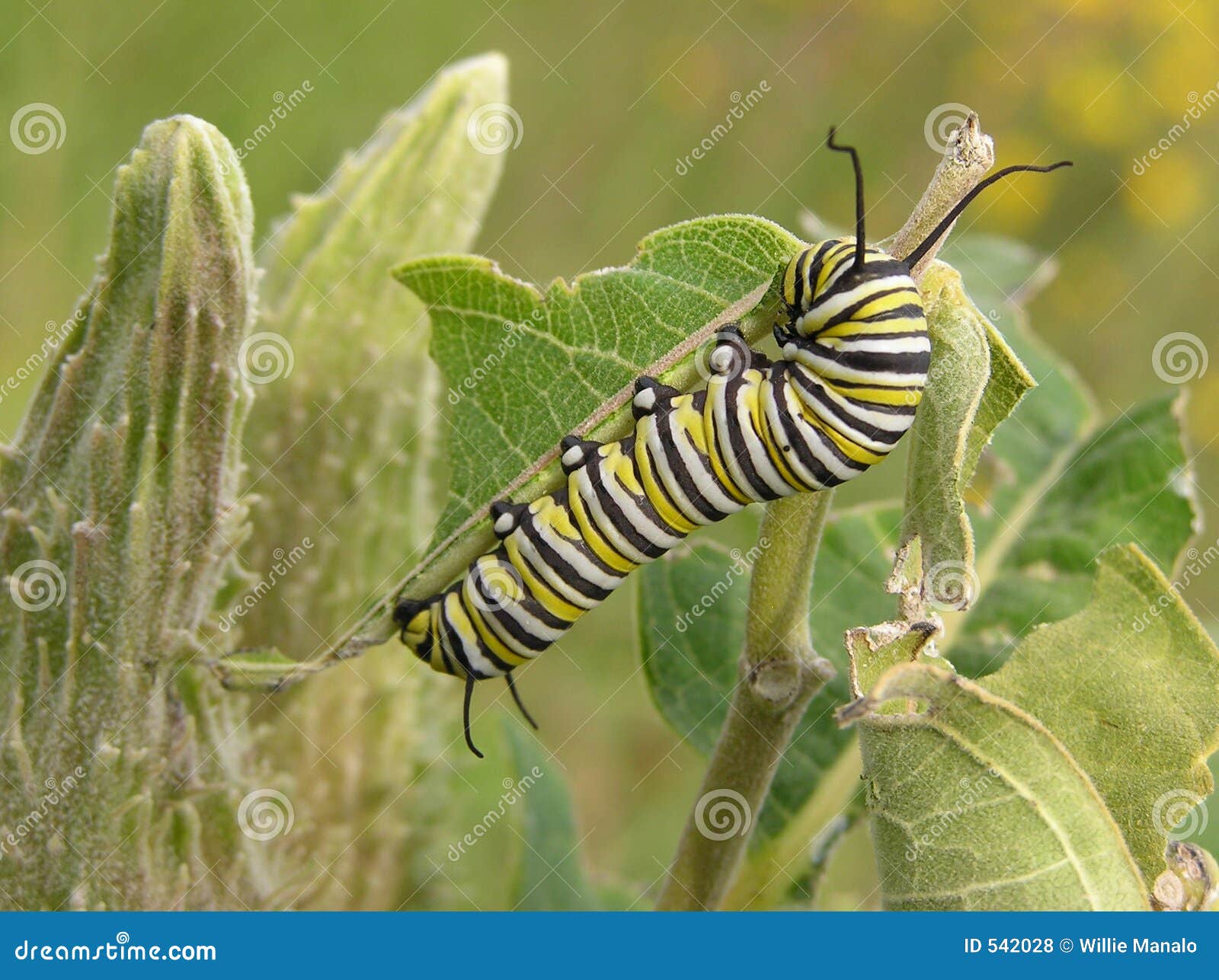 Monarch Caterpillar stock photo. Image of insects, closeup - 542028