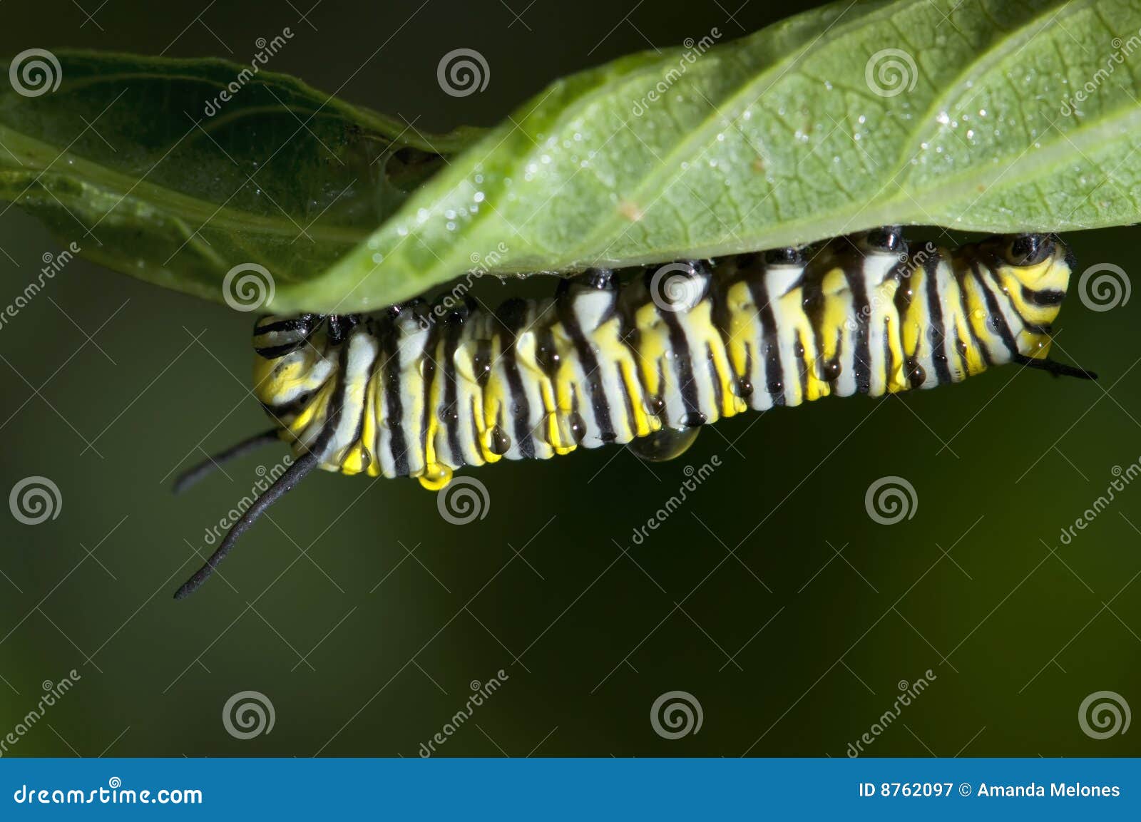 Monarch caterpillar stock image. Image of nature, drops - 8762097