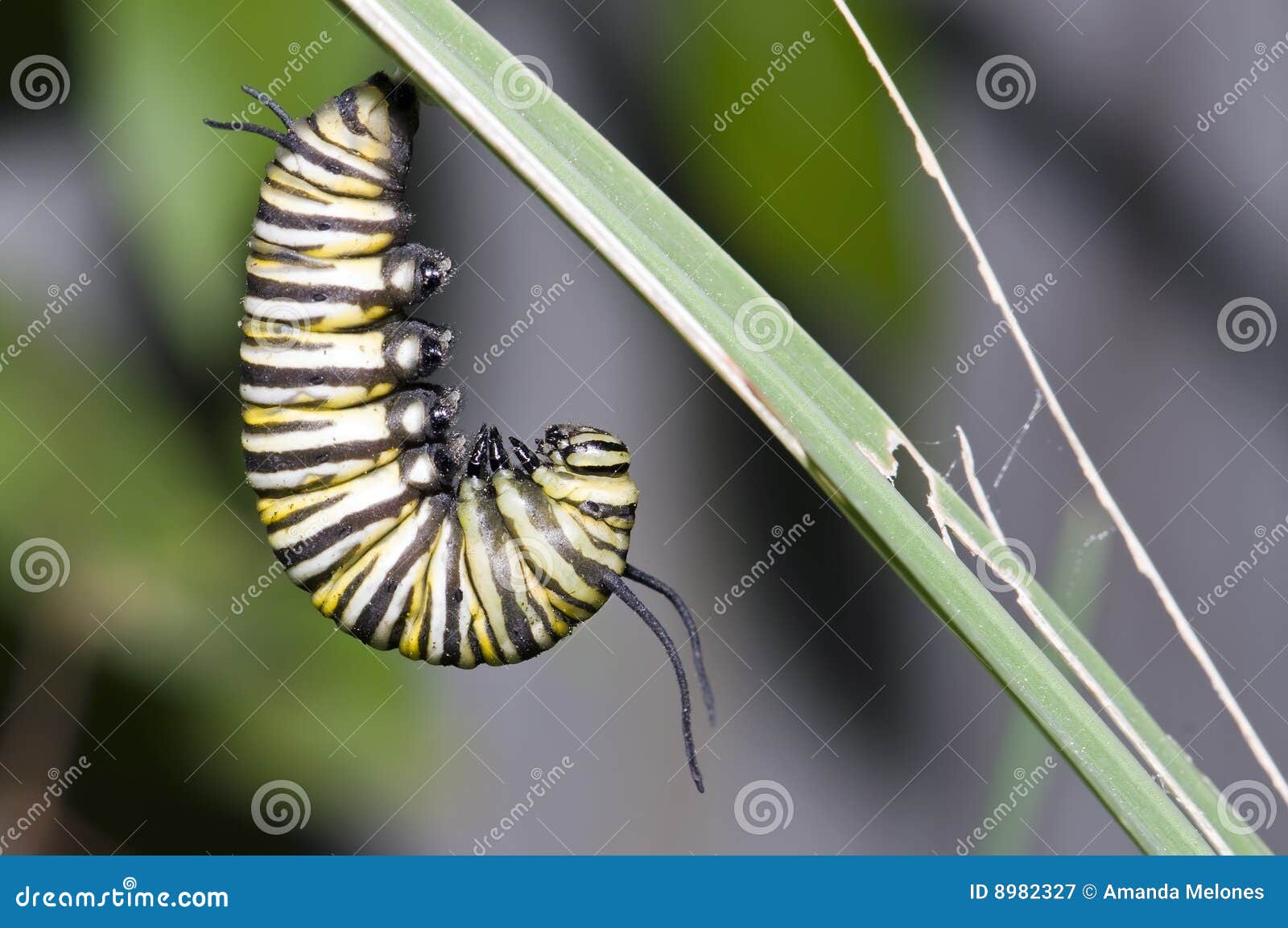 Monarch caterpillar stock image. Image of nature, larva - 8982327