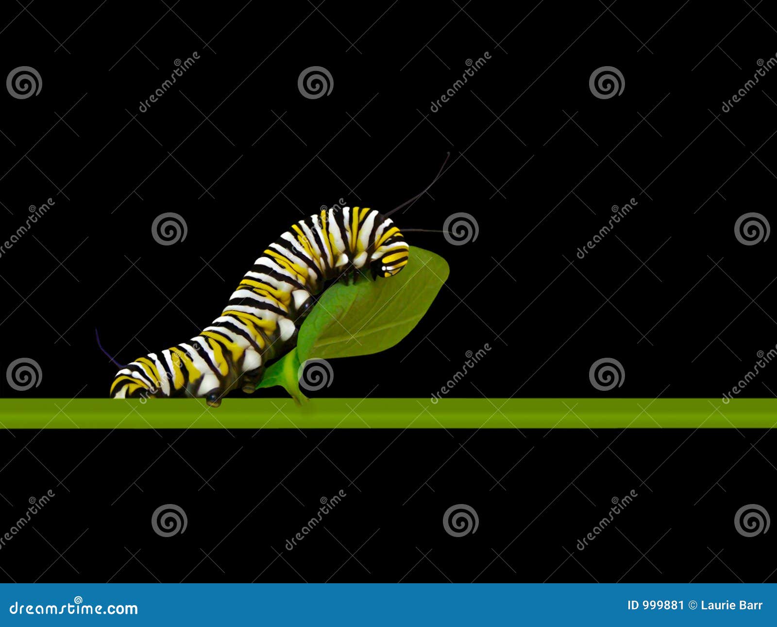 Monarch Caterpillar stock image. Image of lively, animal - 999881