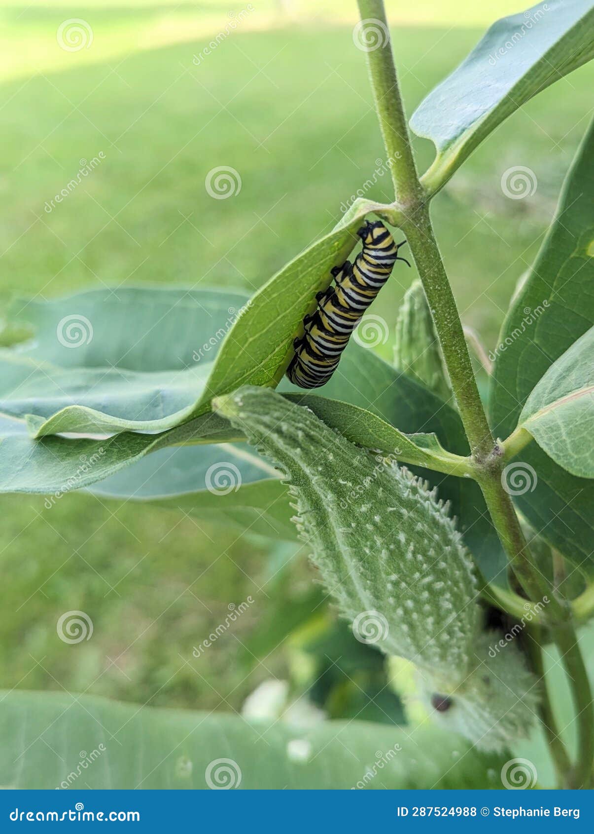 Monarch Caterpillar Crawling on Milkweed Leaf Plant Stock Photo - Image ...