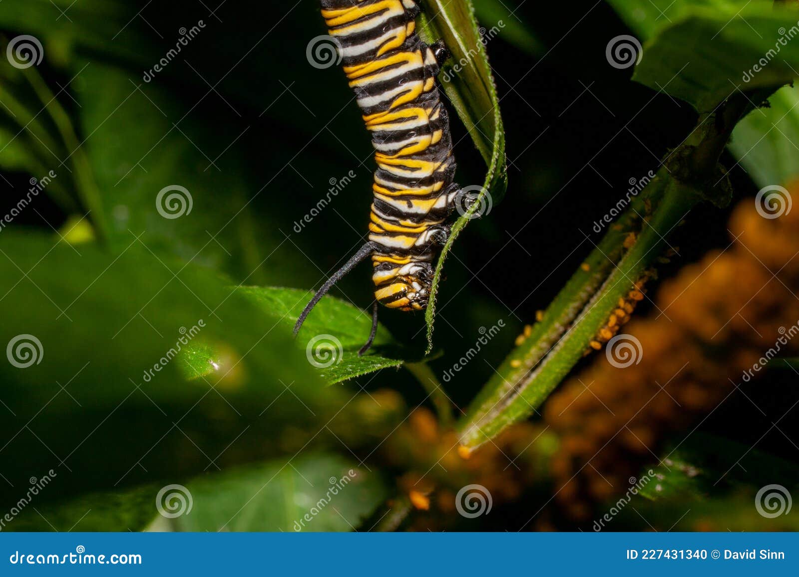 Monarch Caterpillar on a Leaf Stock Photo - Image of monarch, stripe ...