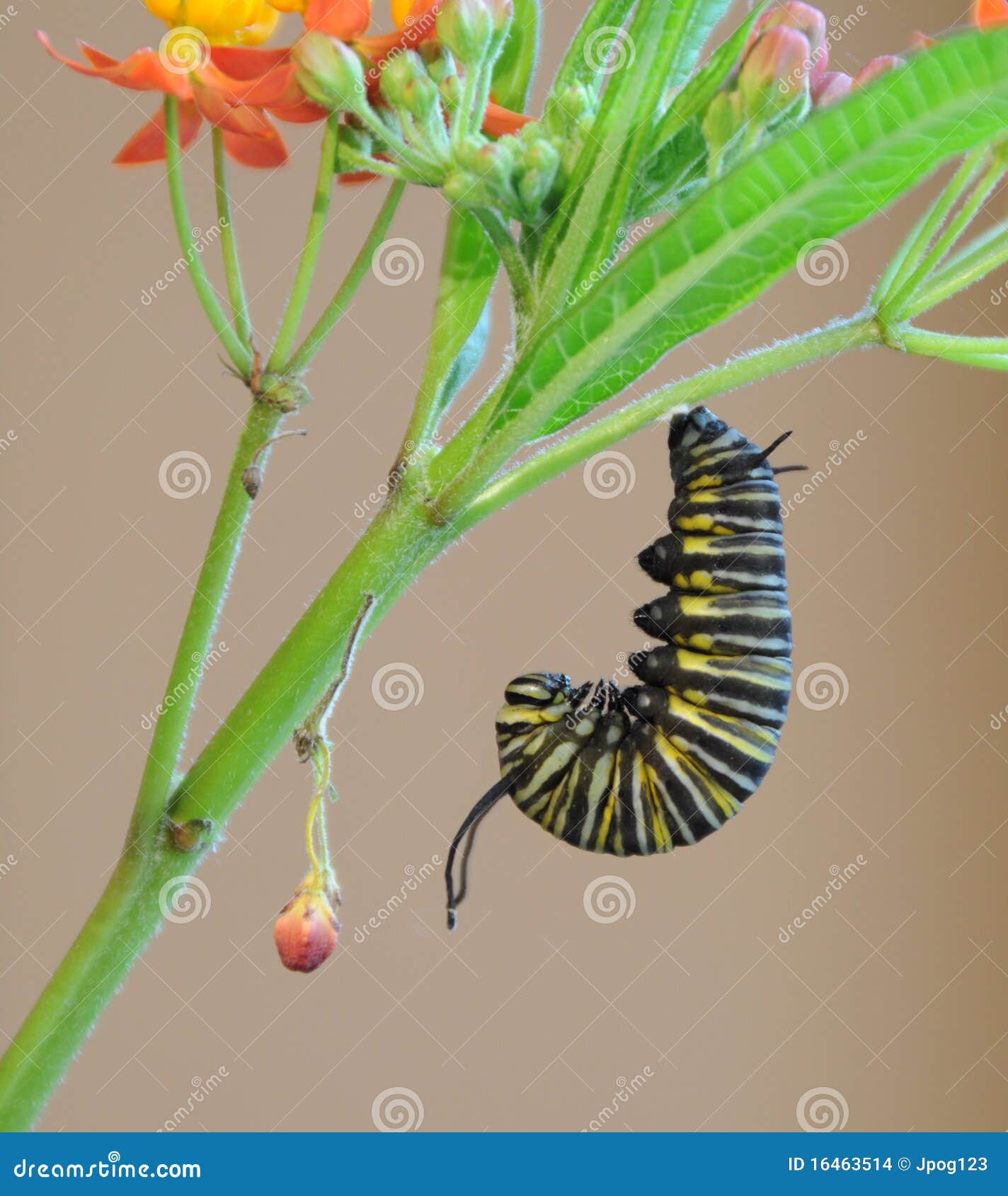 Monarch Caterpillar Preparing for Change Stock Photo - Image of leaf ...