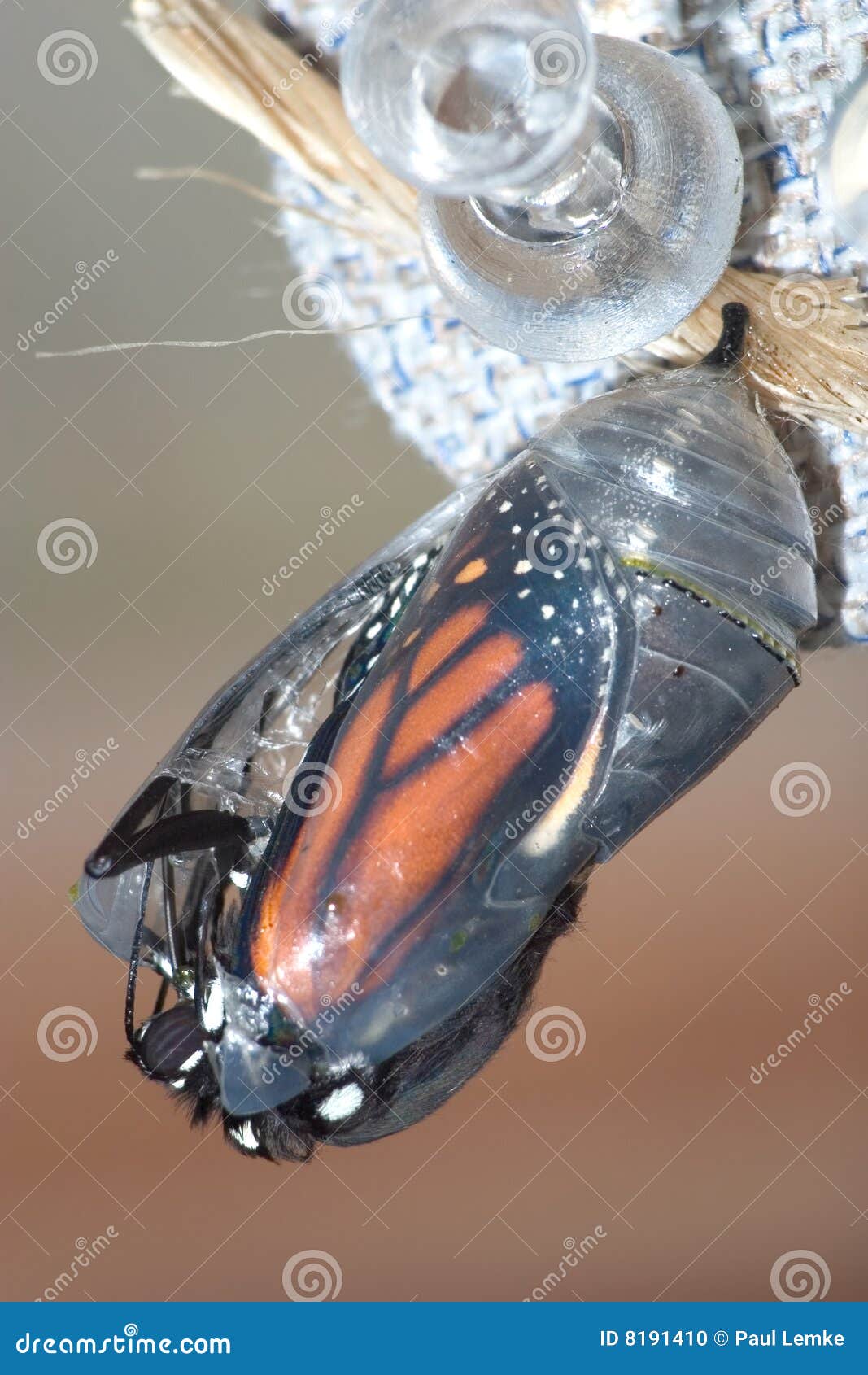 Monarch Chrysalis stock photo. Image of emerging, nature - 8191410