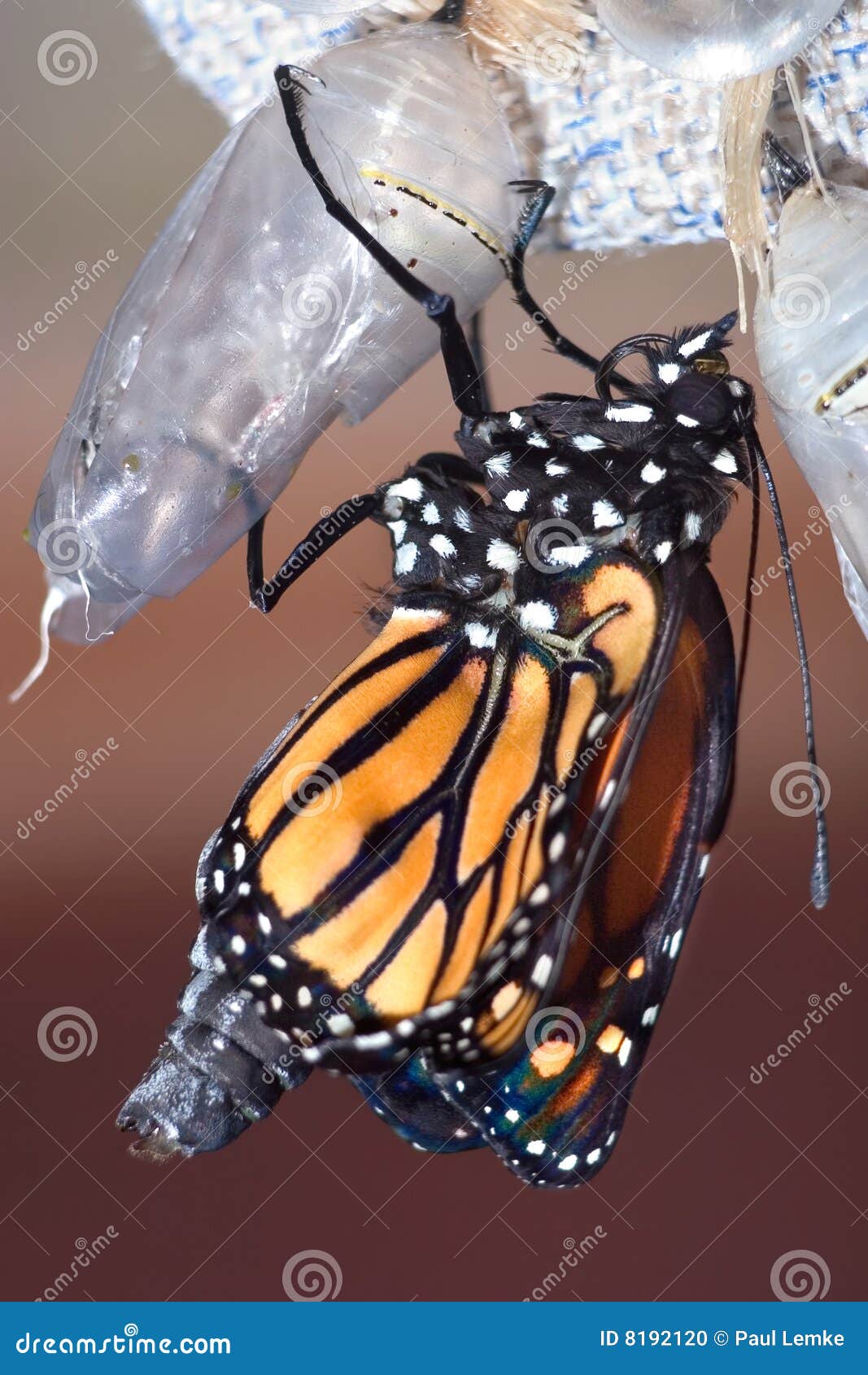 Monarch Chrysalis stock photo. Image of monarch, macro - 8192120