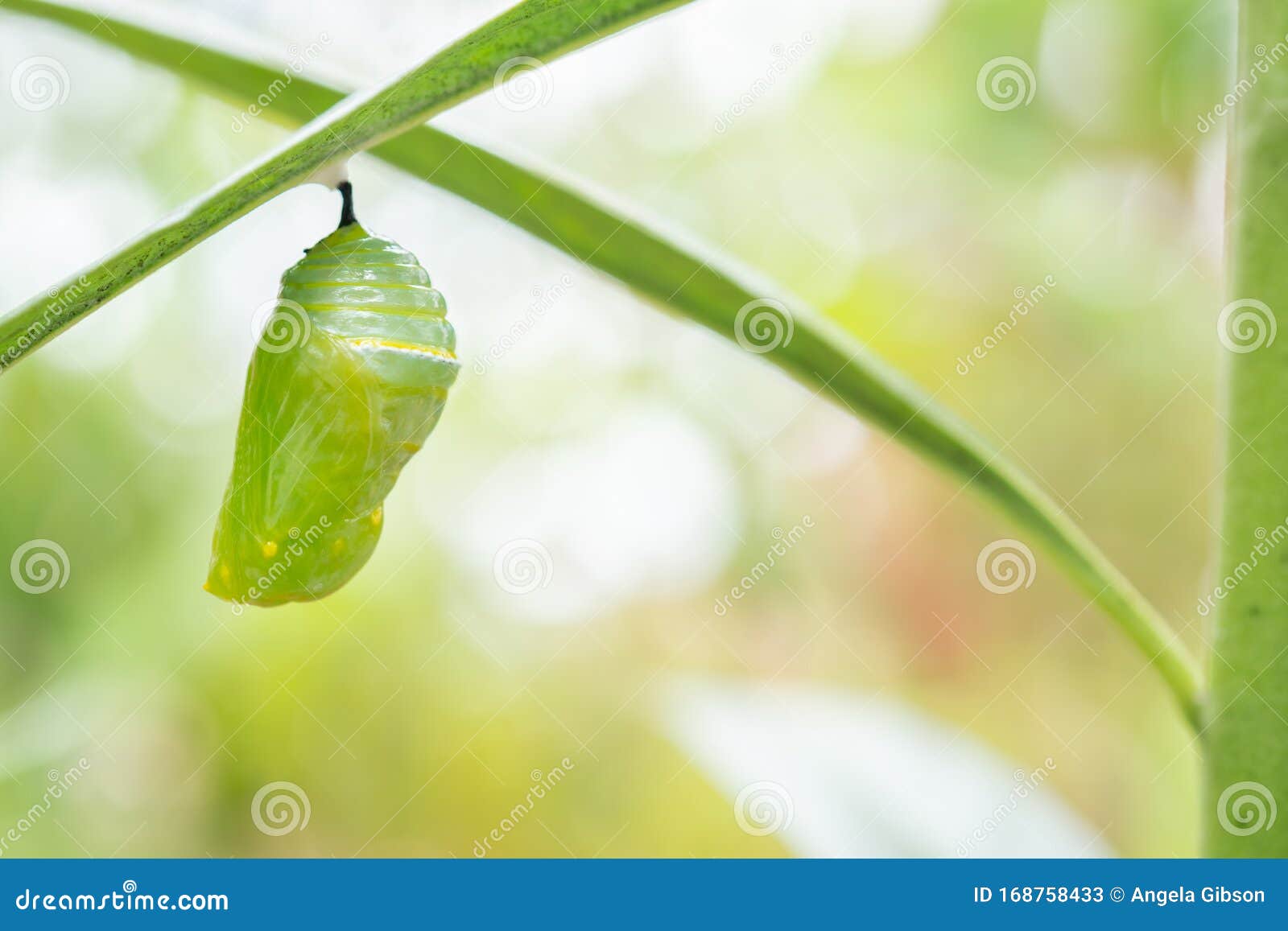 Monarch Chrysalis Close Up stock image. Image of monarch - 168758433