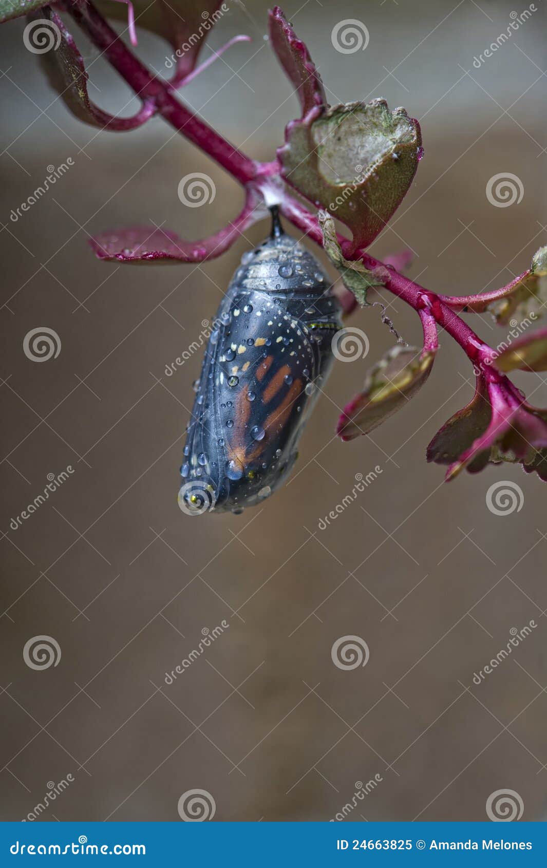 Monarch cocoon stock image. Image of metamorphosis, develop - 24663825