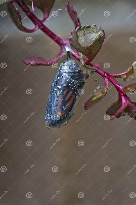 Monarch cocoon stock image. Image of metamorphosis, develop - 24663825