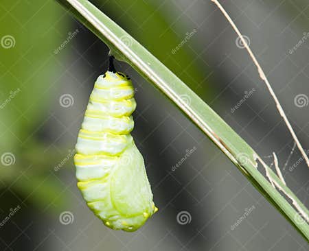 Monarch cocoon stock photo. Image of insects, butterflies - 9221270