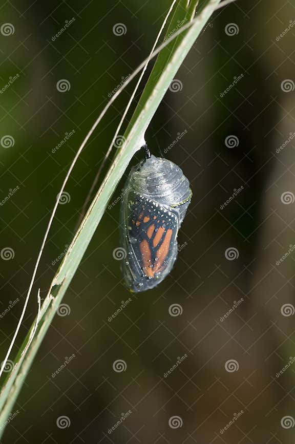 Monarch cocoon stock image. Image of insect, butterflies - 9229693
