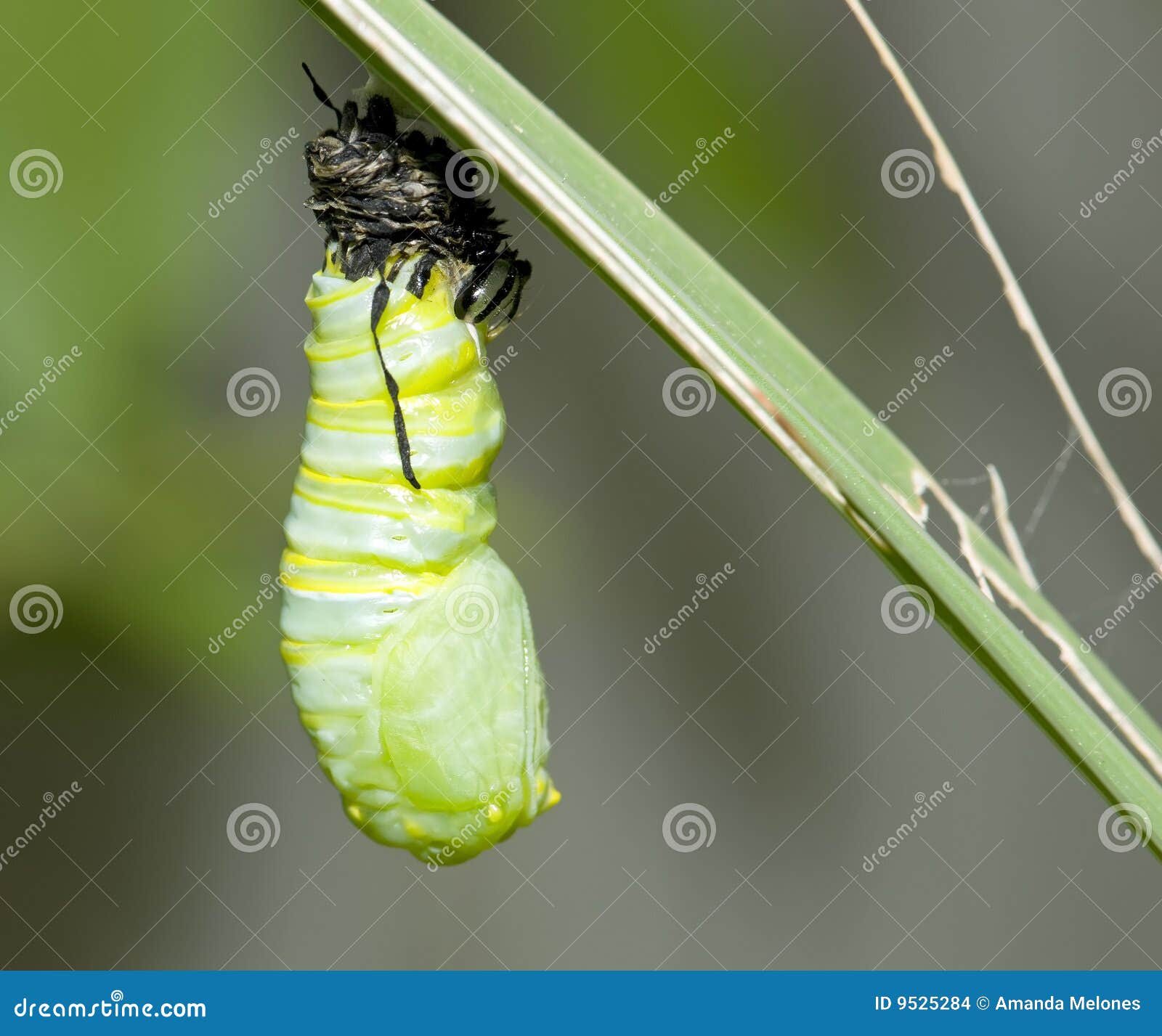 Monarch cocoon stock photo. Image of larvae, birth, pupa - 9525284