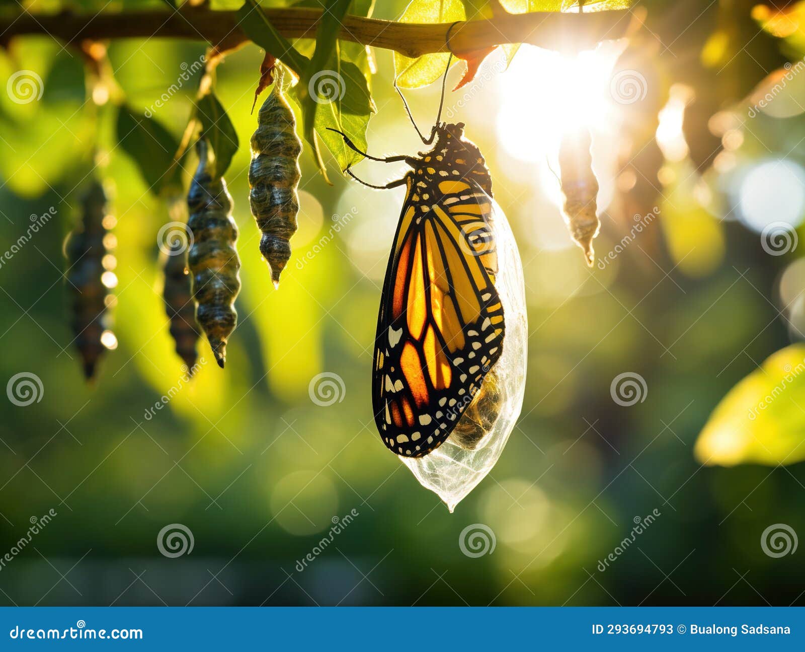 The Birth Of A Cocoon Of Princess Beetles And Butterflies. The ...