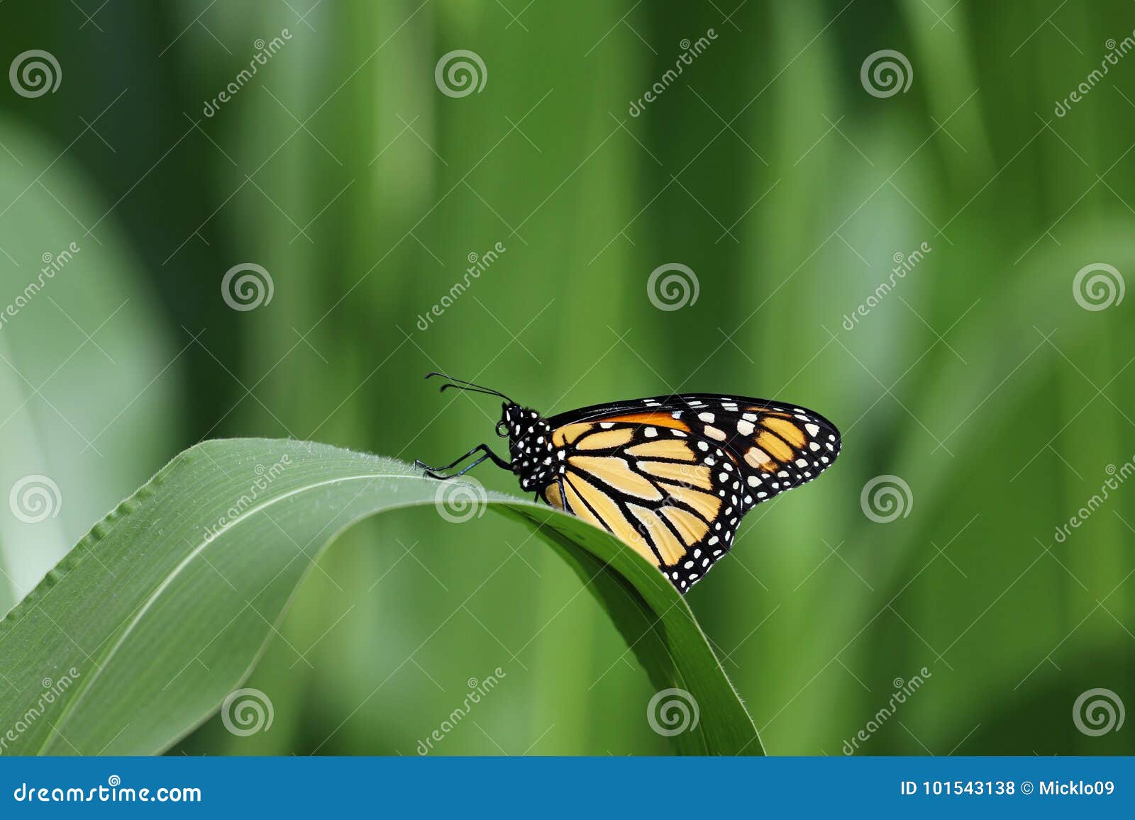 Monarch on a corn leaf stock photo. Image of wings, closeup - 101543138