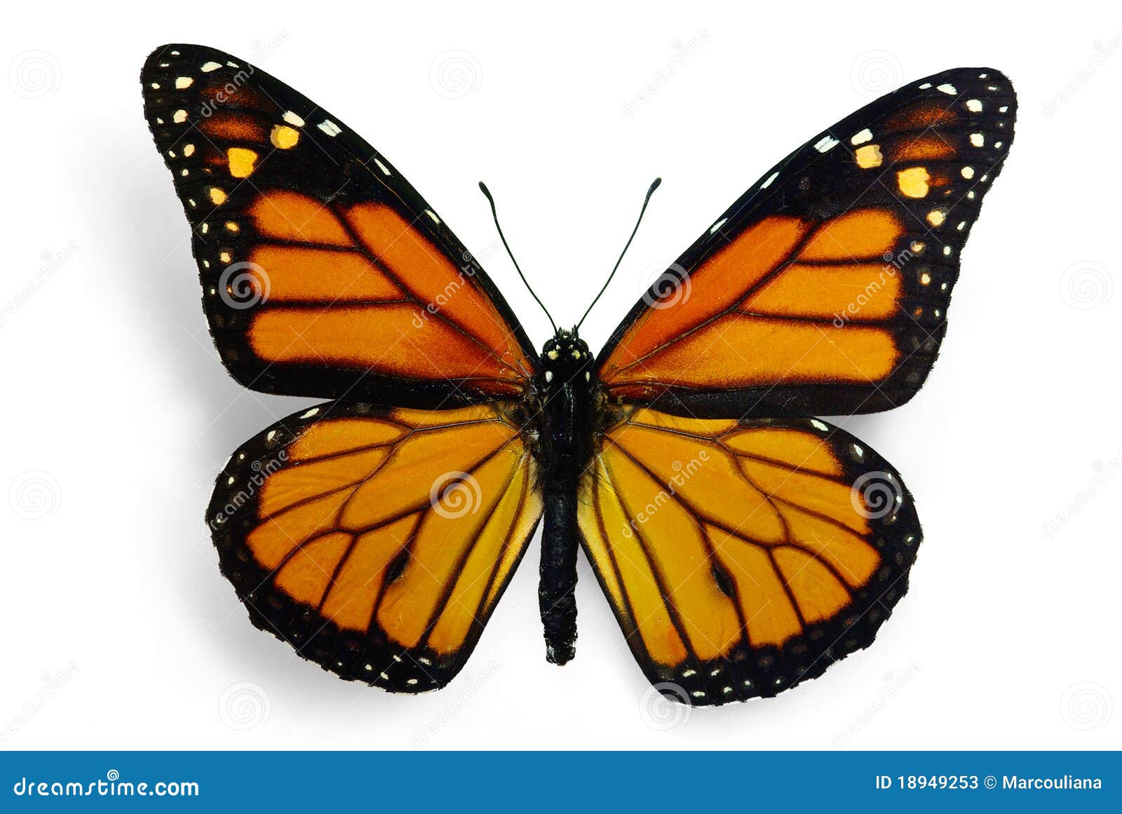 Monarch (Danaus plexippus) stock image. Image of conservation - 18949253