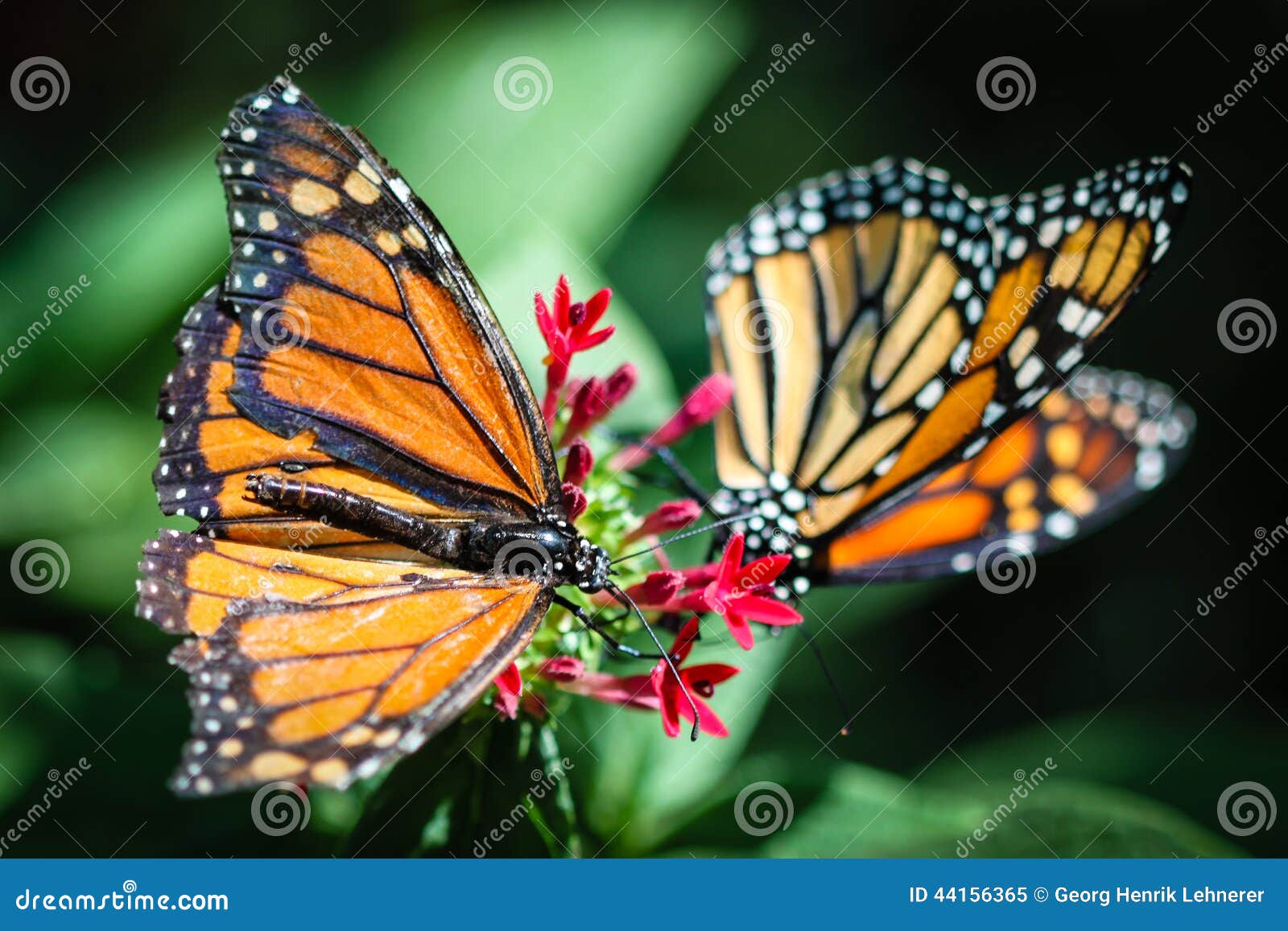 Monarch, Danaus Plexippus, Butterfly In Nature Habitat. Nice Insect ...