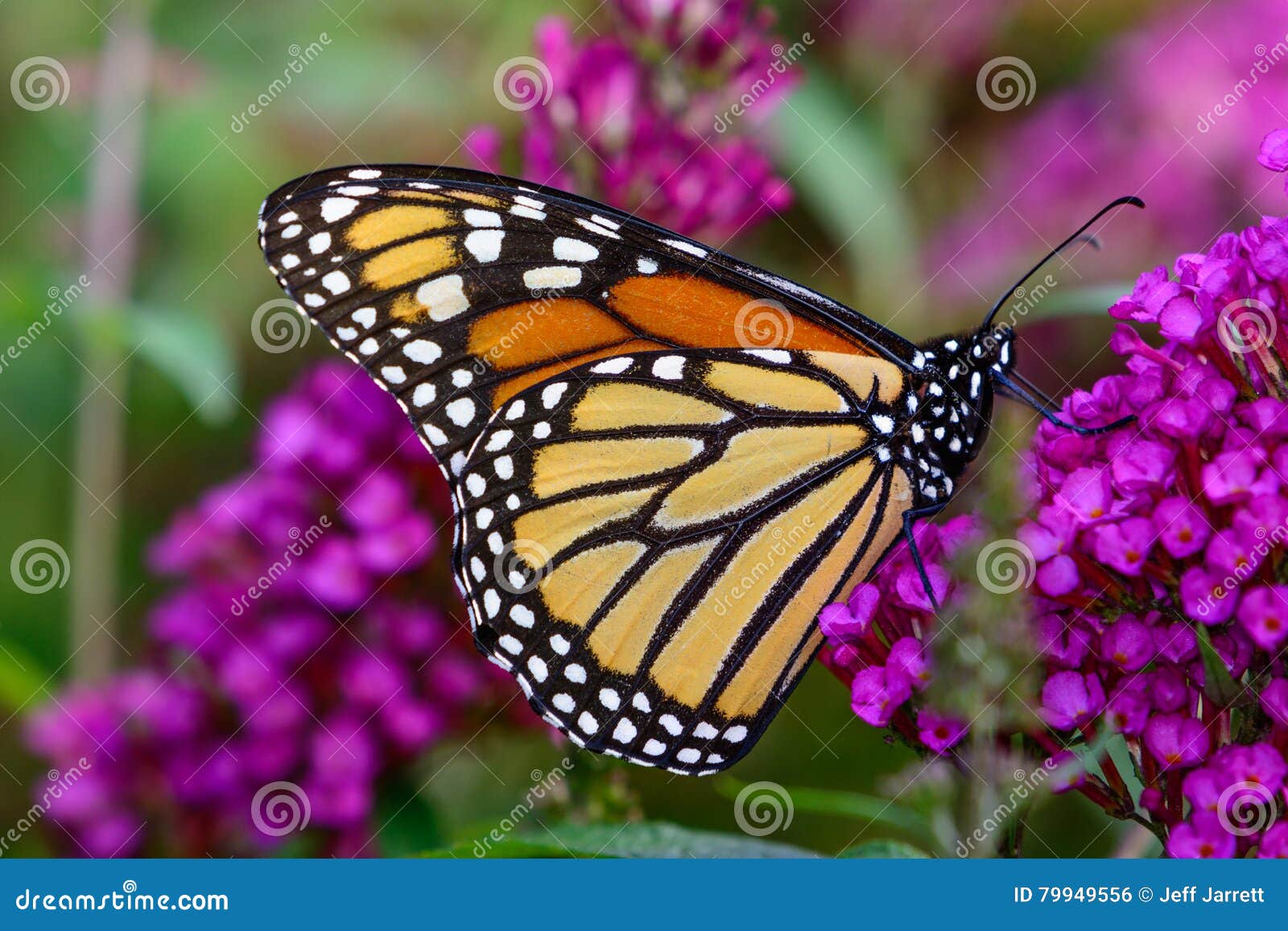 Monarch (Danaus Plexippus) Sipping Nectar from Tiny Lavender Flo Stock ...