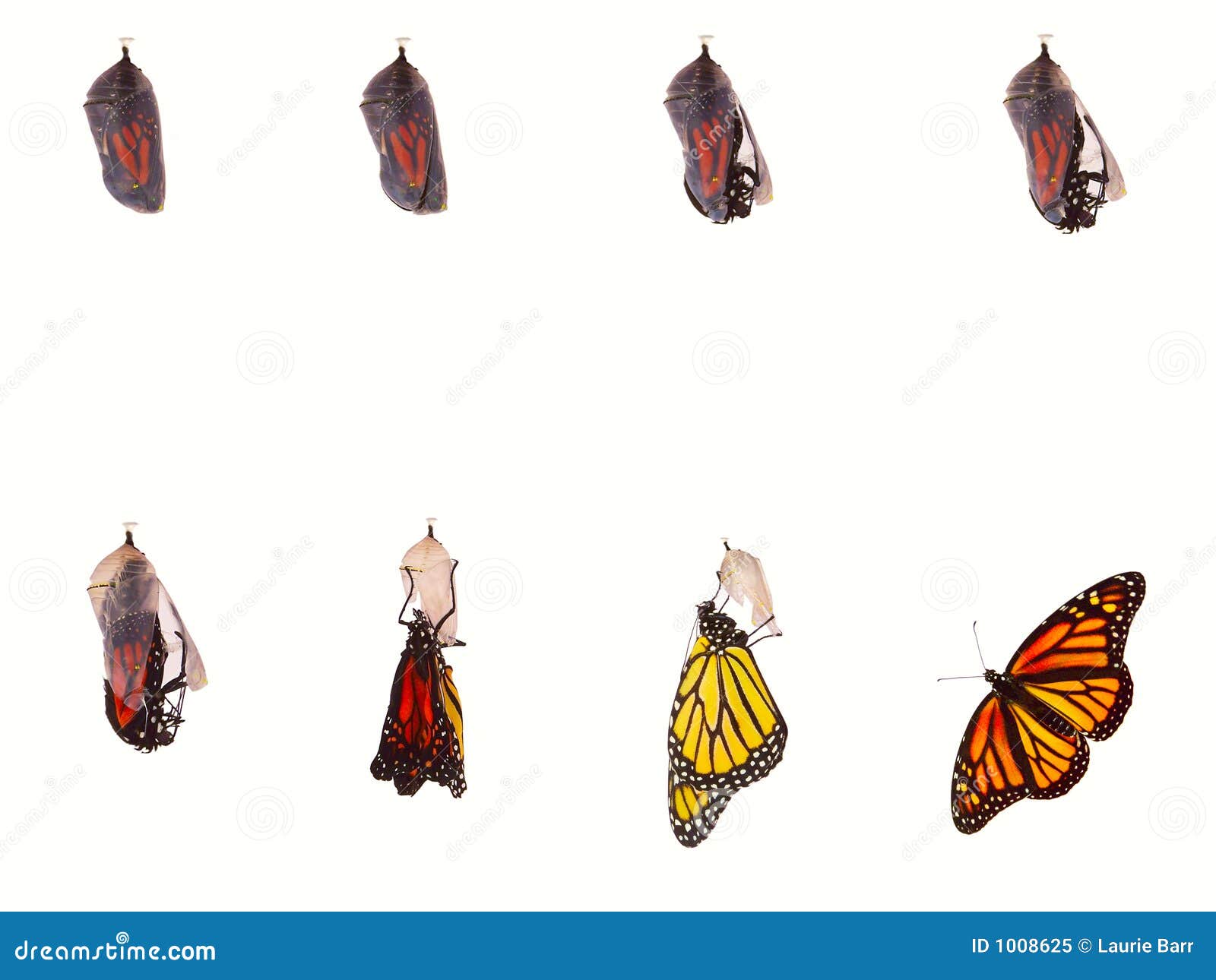 Monarch Emerging stock image. Image of flight, breed, migratory - 1008625
