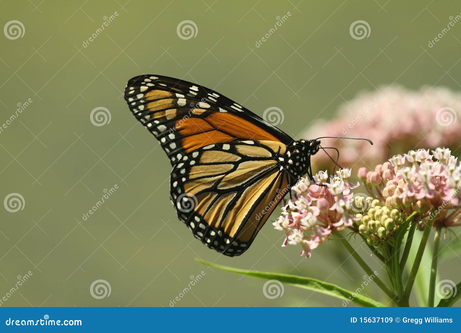 Monarch feeding... stock image. Image of wildlife, insects - 15637109
