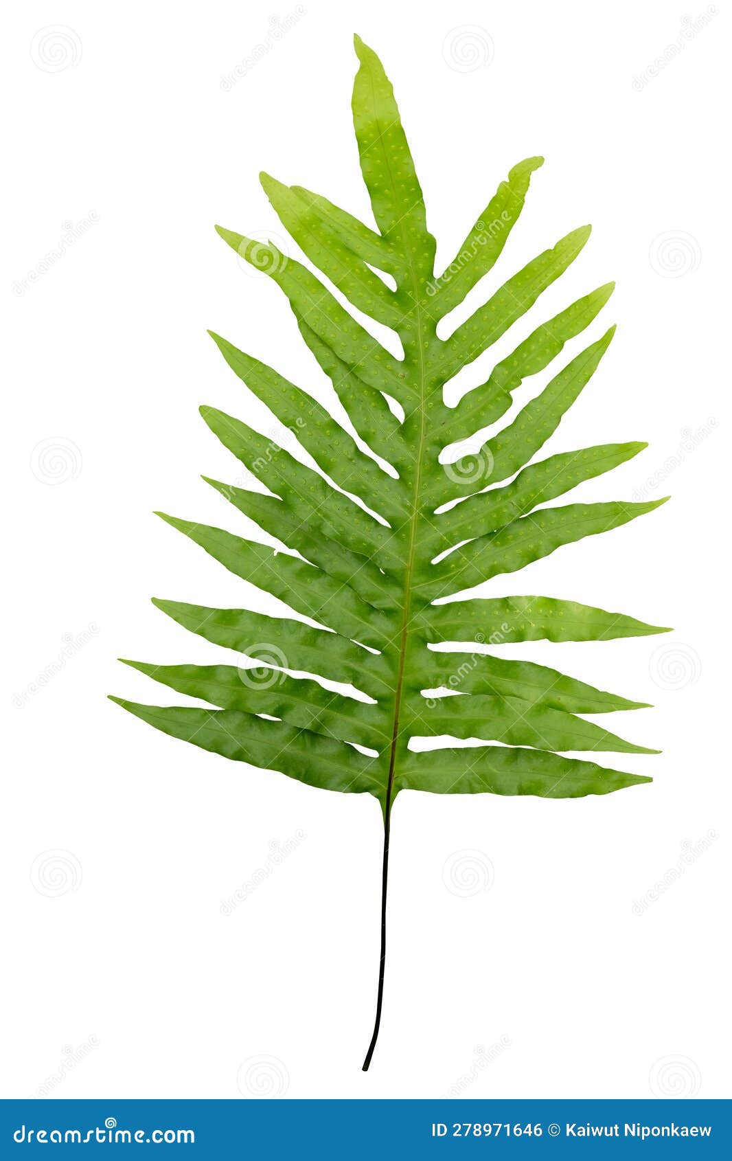 Monarch Fern (Phymatosorus Scolopendria) Plants, Green Leafy Background ...