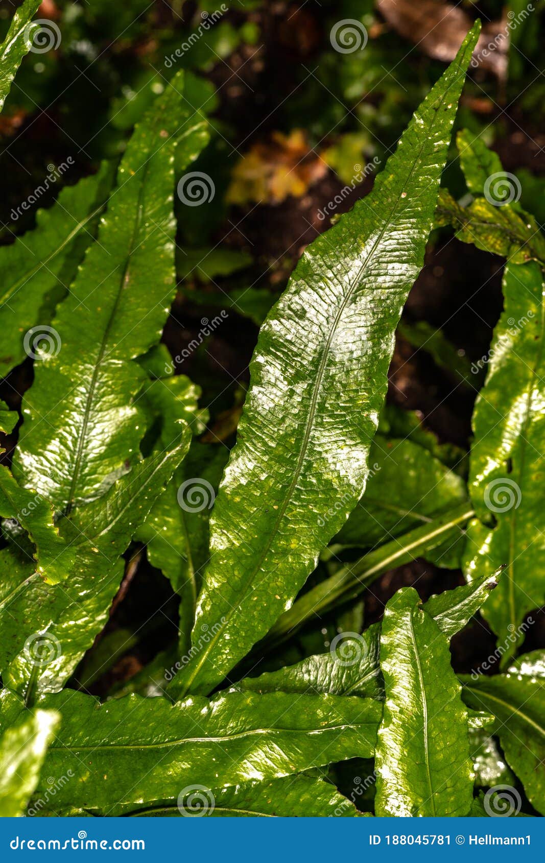 Monarch Fern stock image. Image of branch, phymatosorus - 188045781