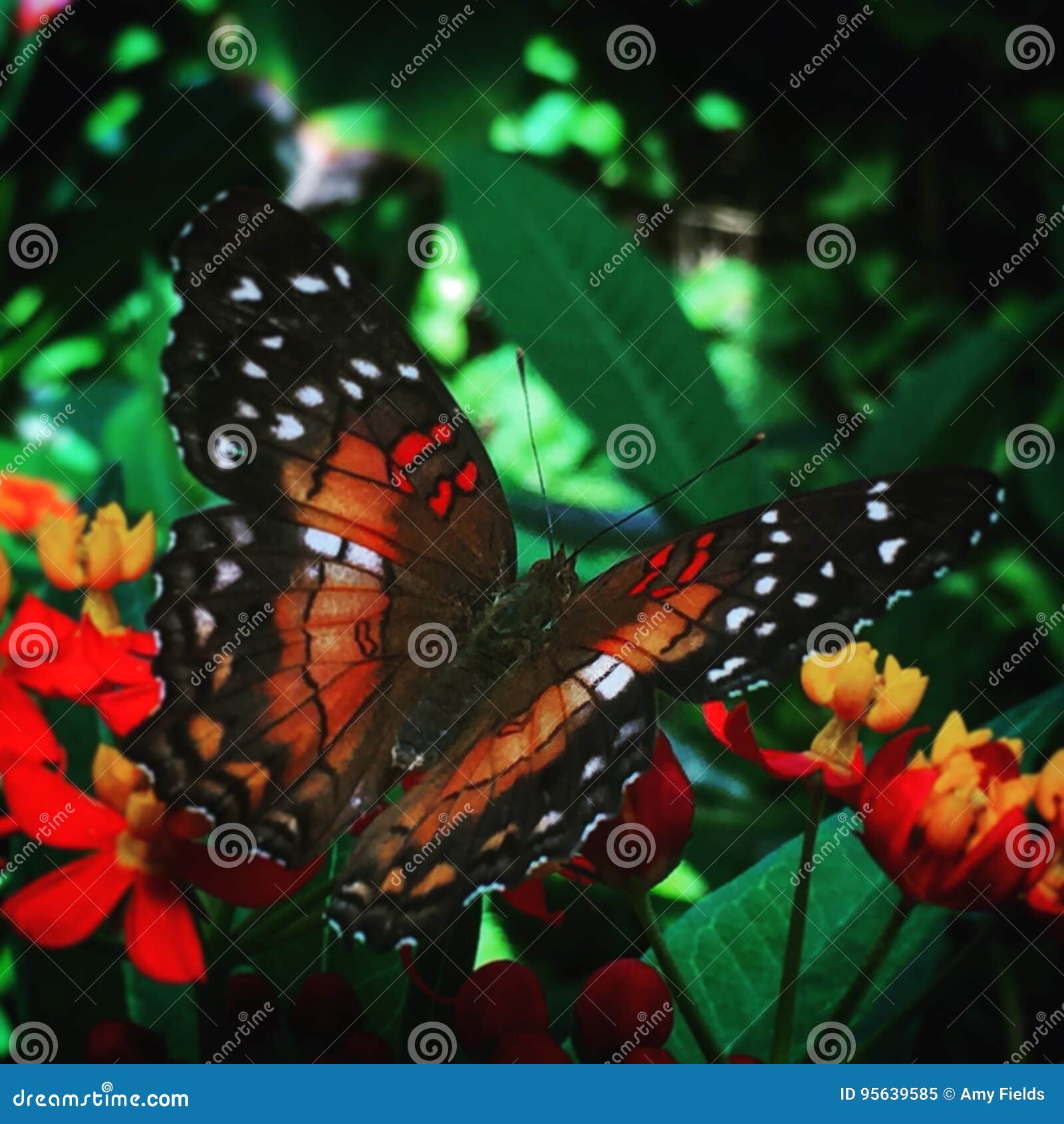 Monarch Flutterby stock image. Image of beautiful, enjoying - 95639585