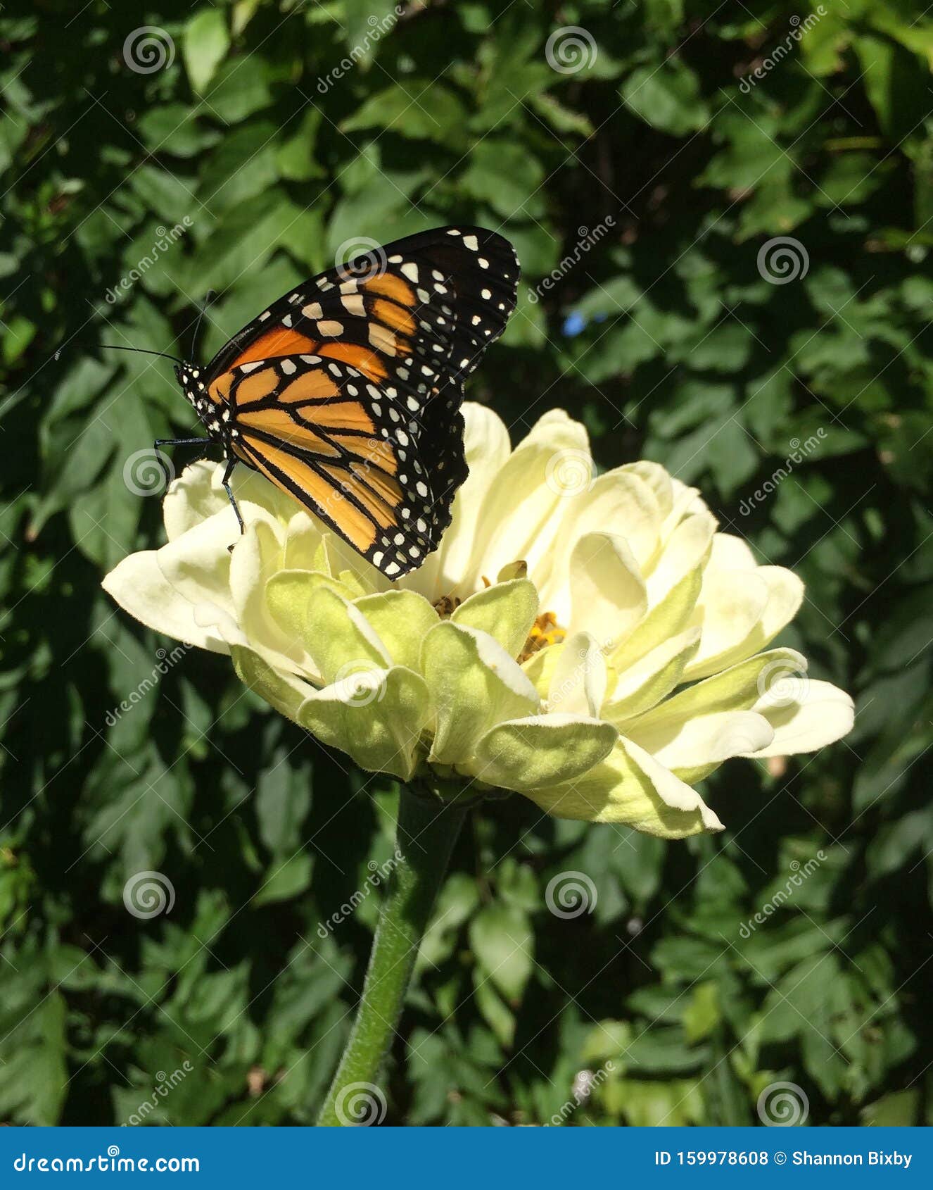 Dancing Butterfly stock photo. Image of monarch, freely - 159978608