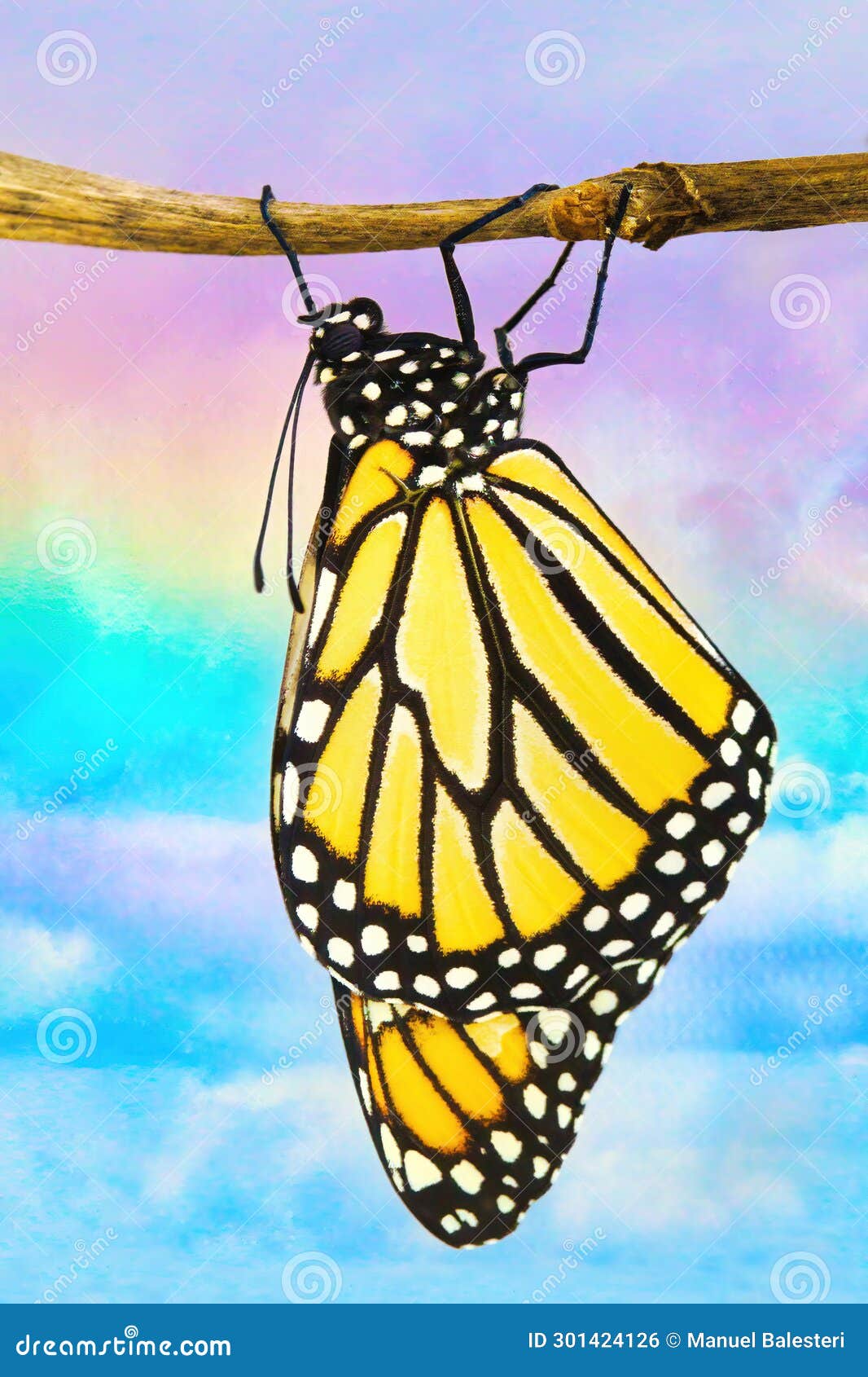 Monarch in Front of a Rainbow Sky. Stock Photo - Image of wings ...