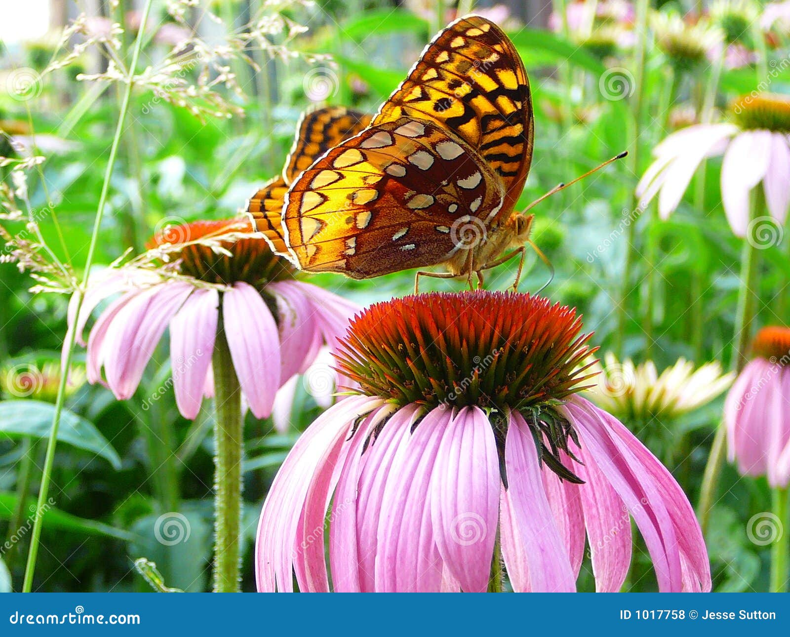 Monarch in the Garden stock photo. Image of nature, flowers - 1017758